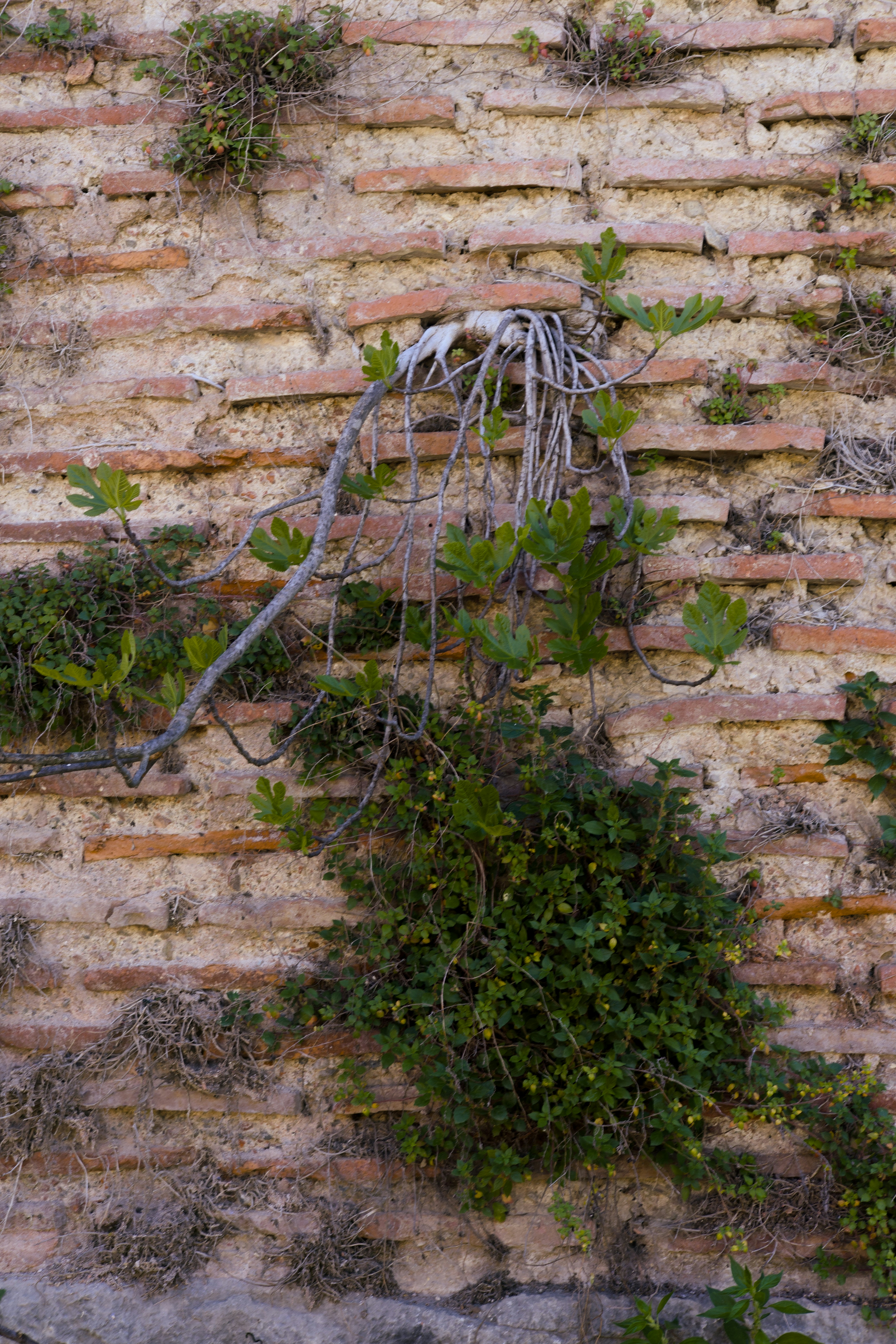 Overgrown Tendrils Cling to Aged Brickwork