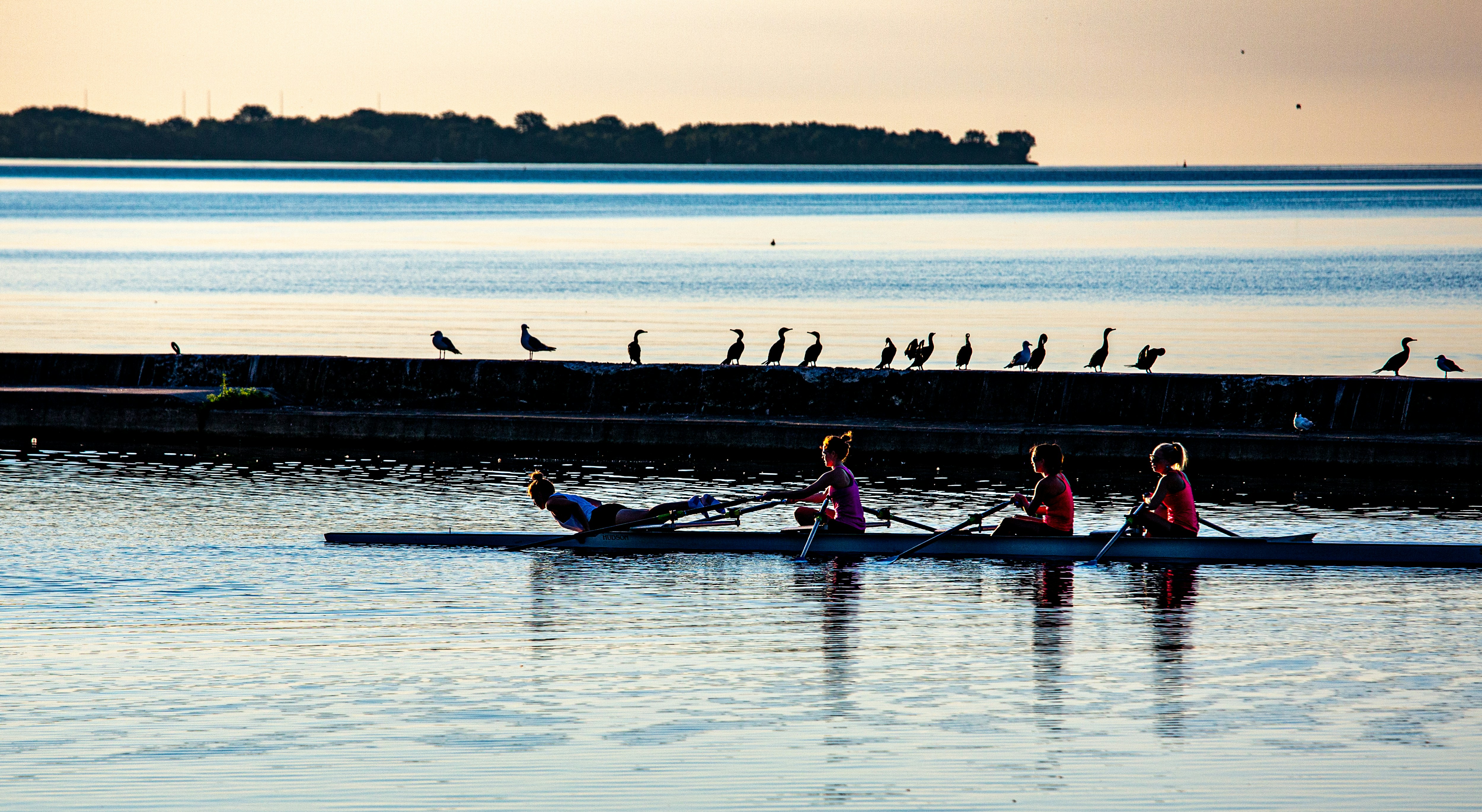 Team of rowers in a long boat cuts through tranquil water, with a line of shorebirds perched on a breakwater behind them; the scene emphasizes rhythm, balance, and the serene coastal light.