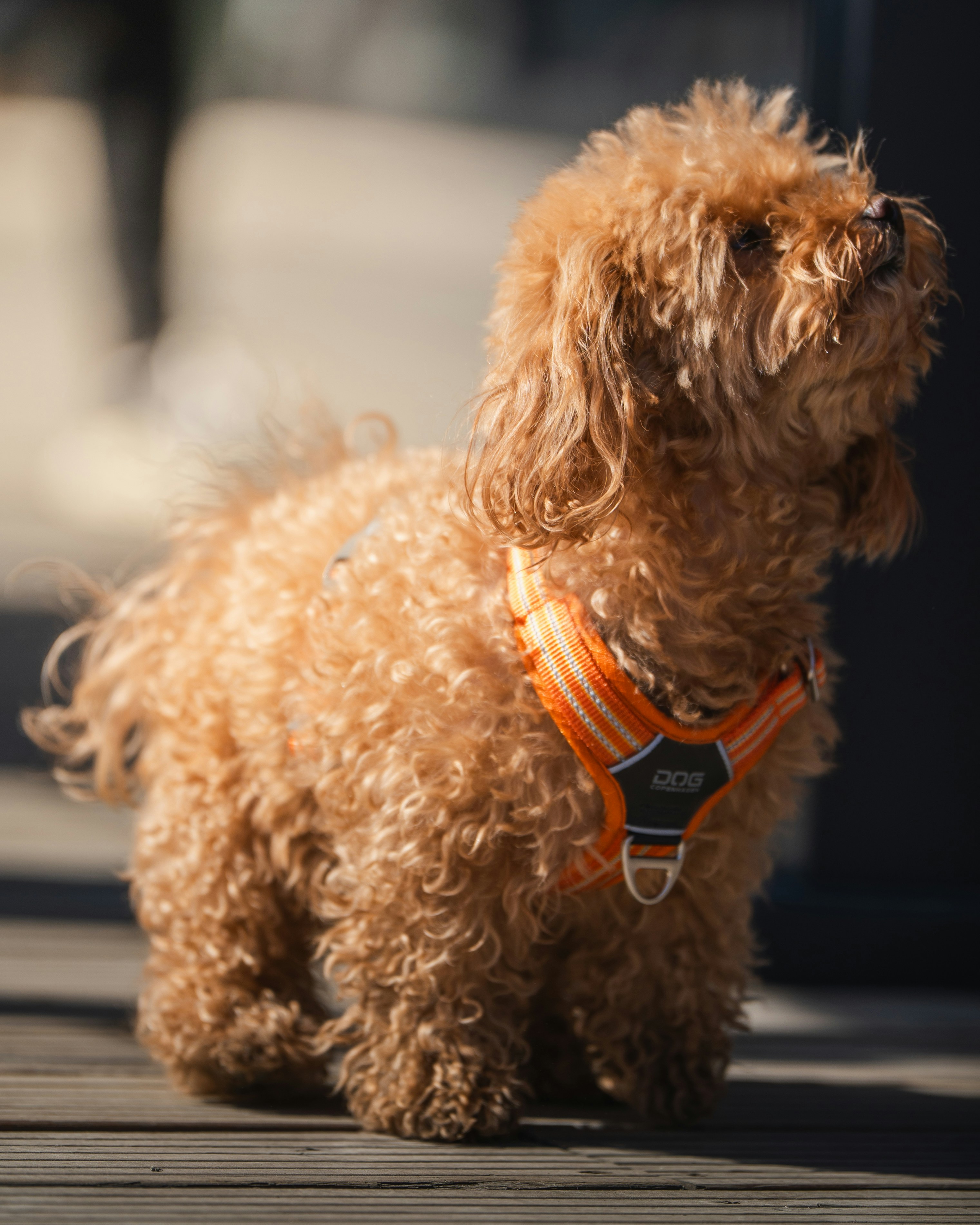 Orange-Collared Pup in Sunlit Spotlight