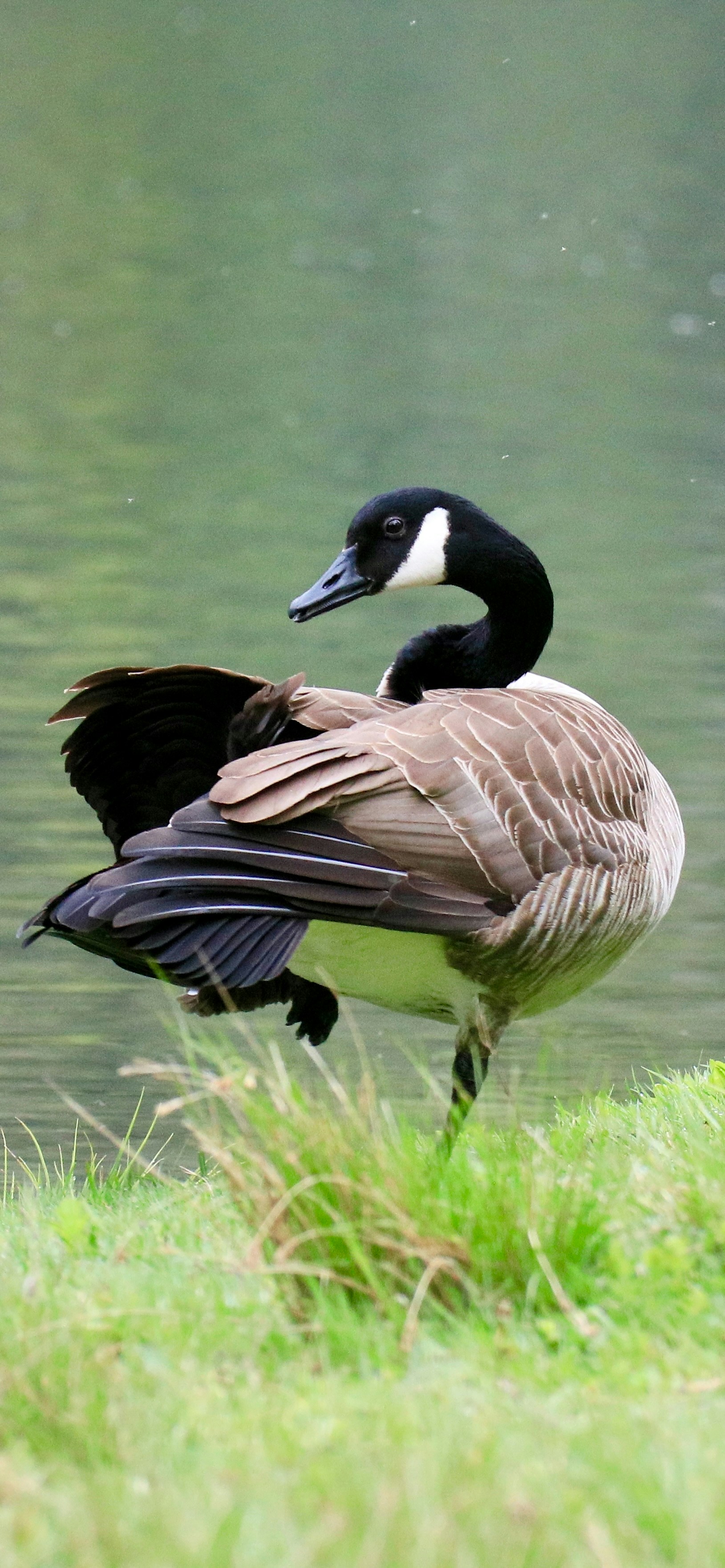 Elegant Grace on the Pond: A Black-necked Swan Preens by the Shore