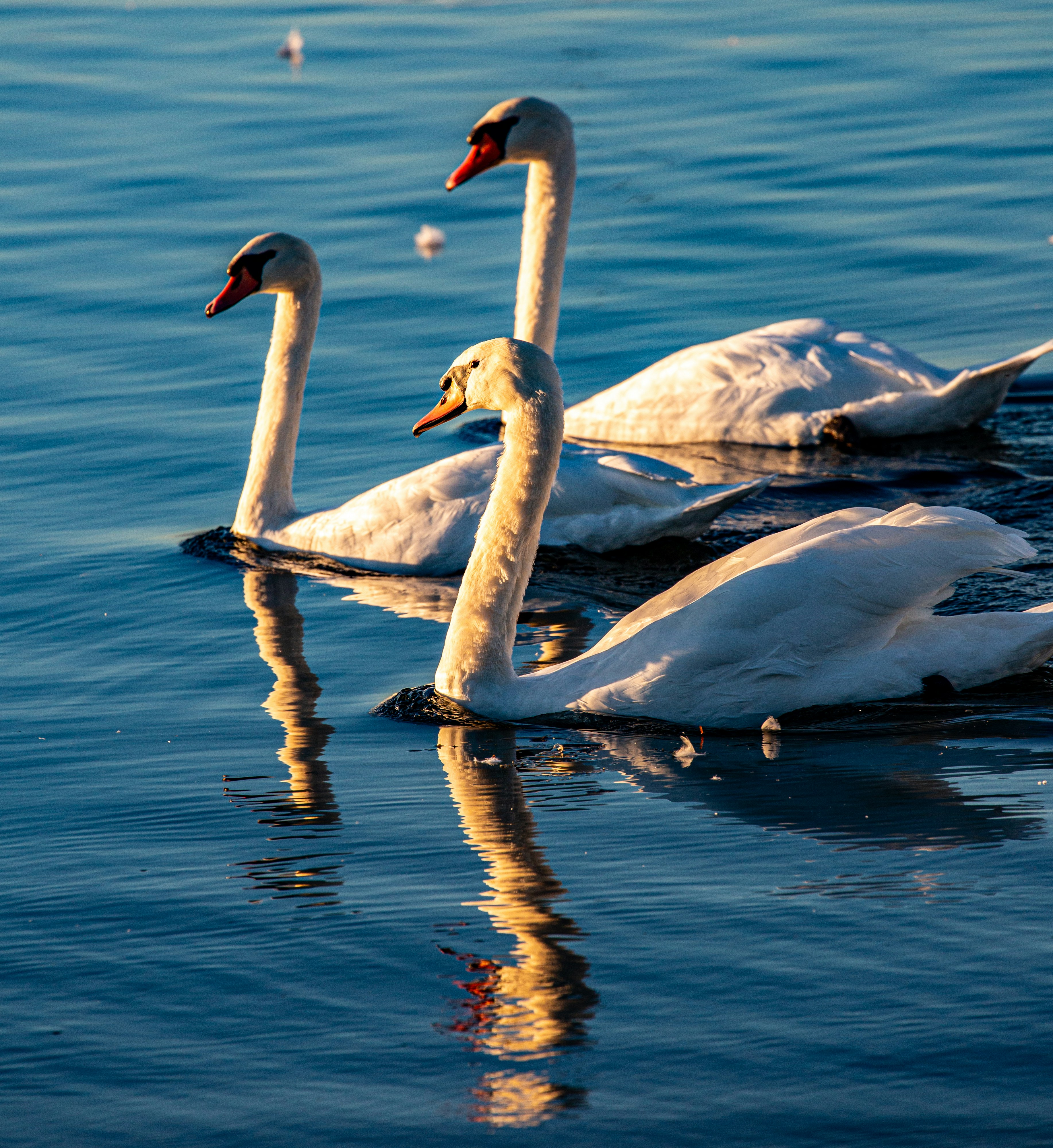 Three Swans in Morning Light on Glassy Water