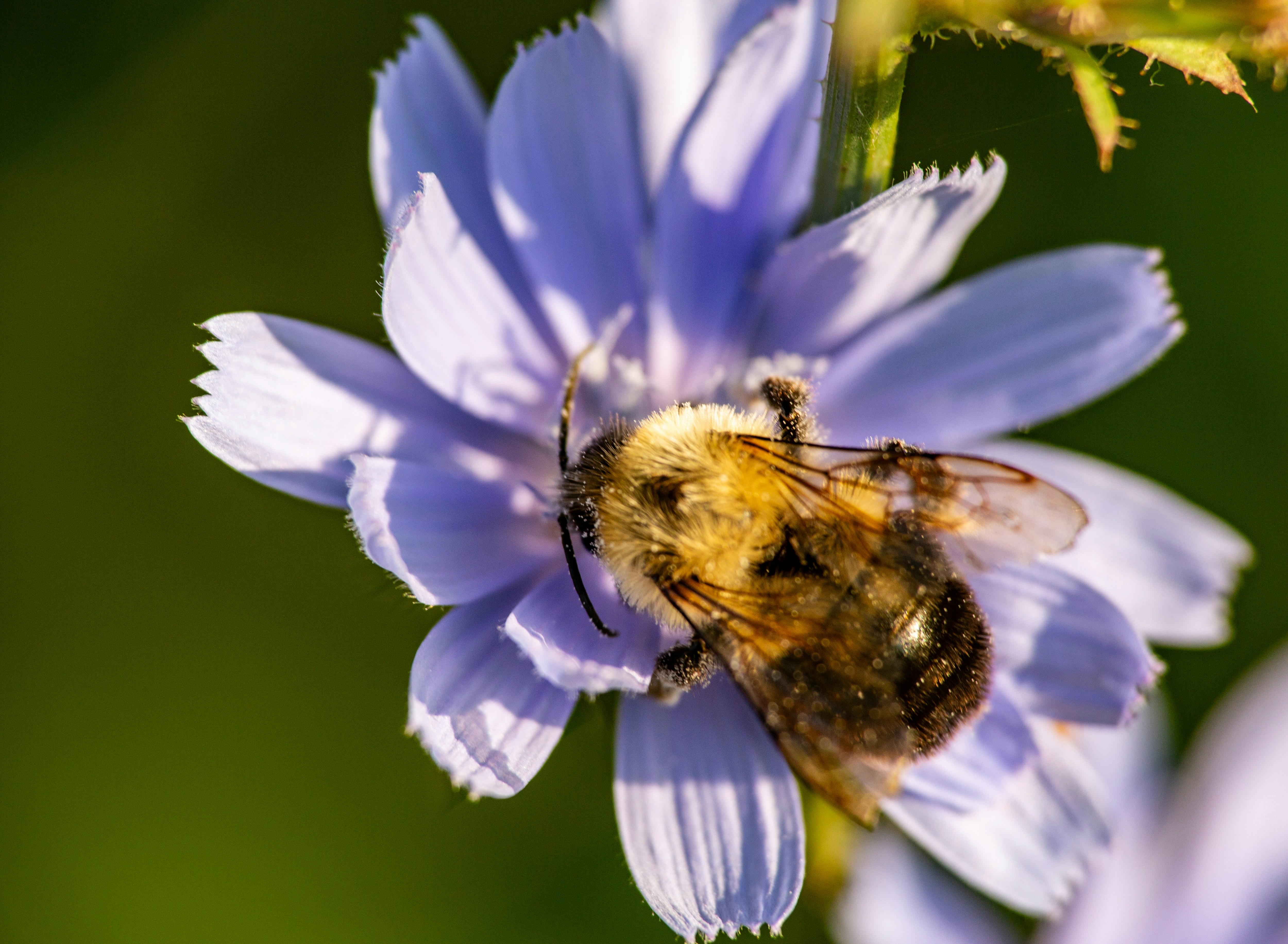 Blooming Drifter: A Bee at the Heart of a Violet Blossom