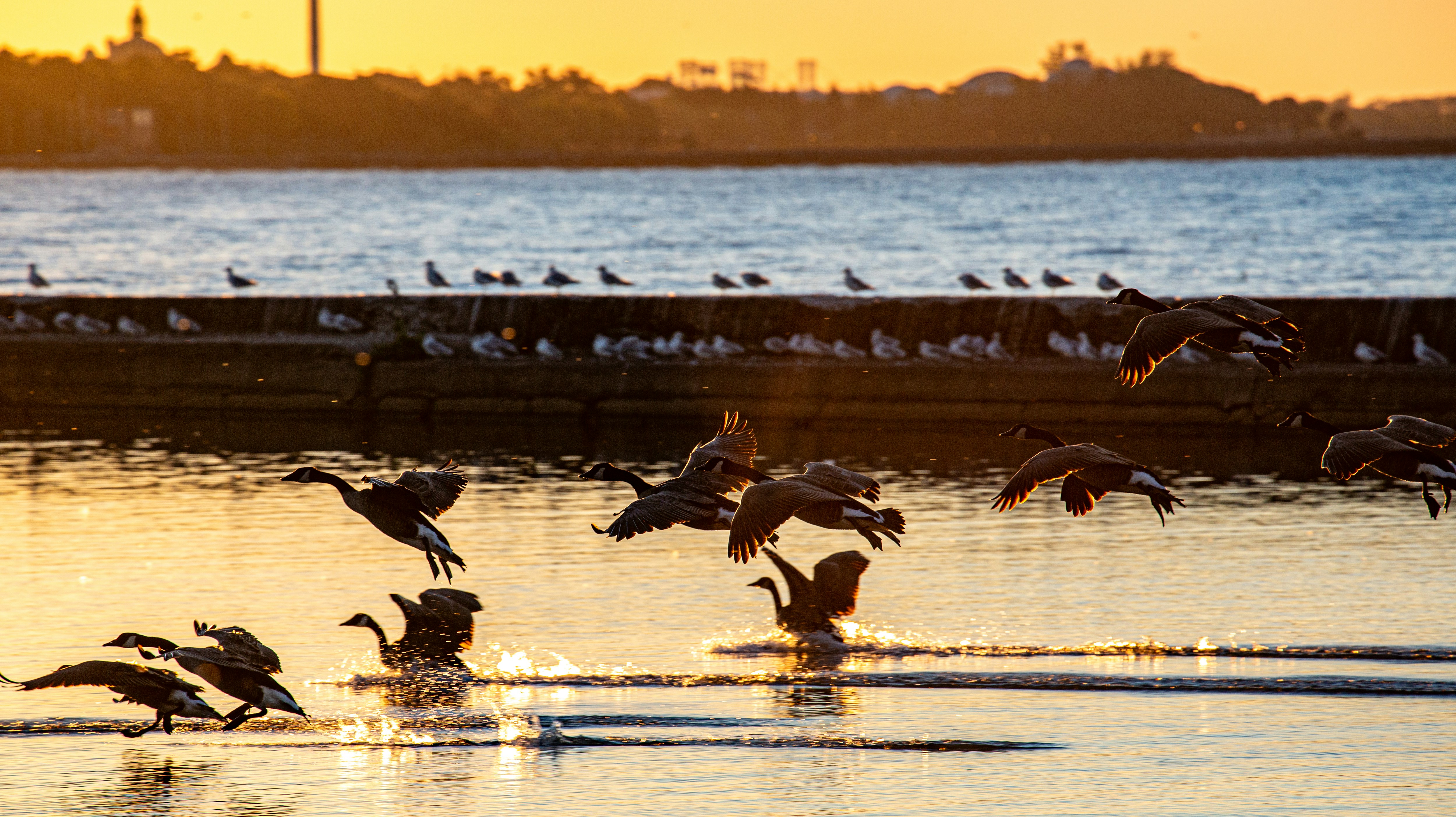 Winged Chorus Over a Golden Channel