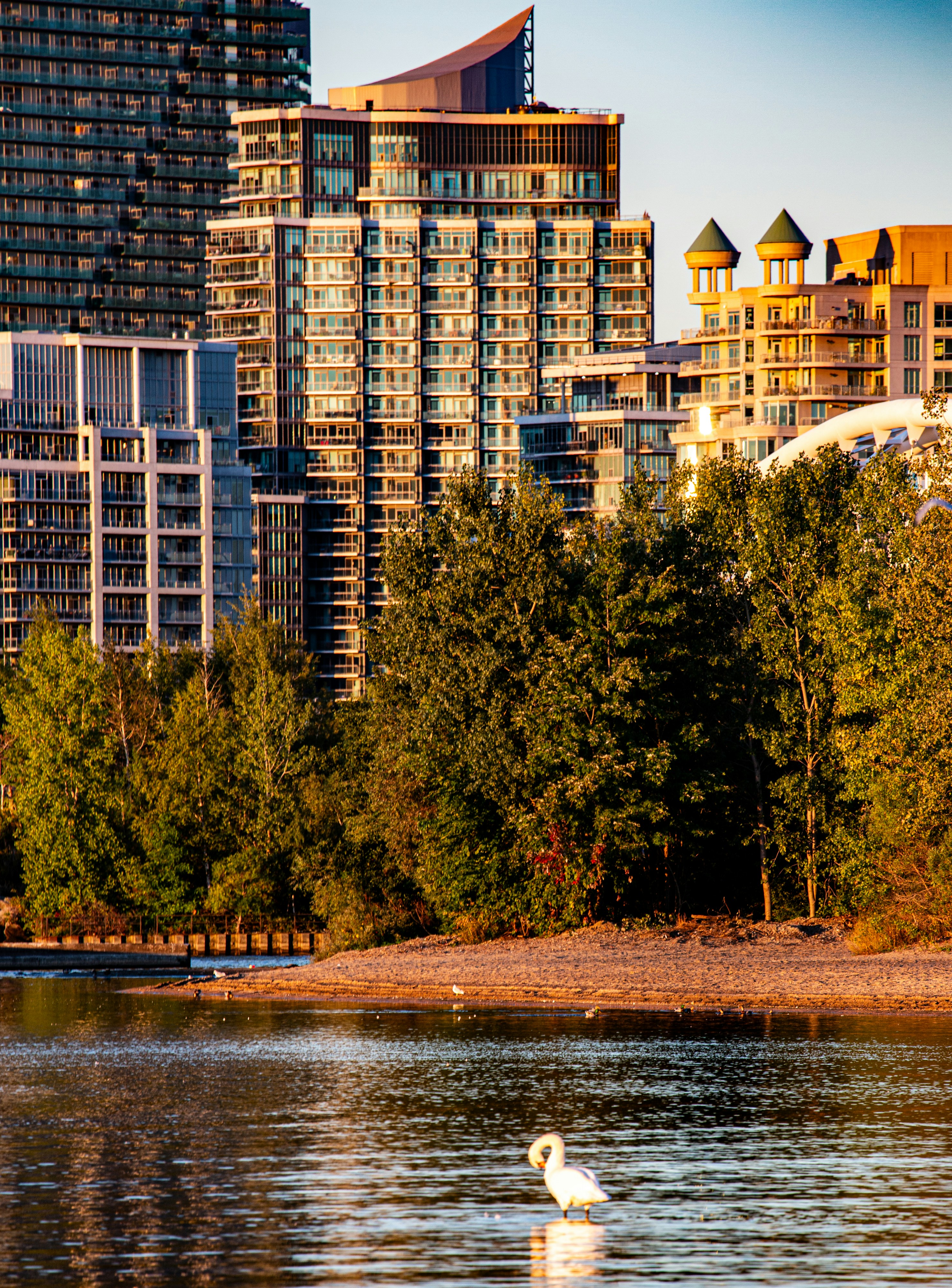 Urban Riverbank Serenade: Swan Among Towers at Dusk