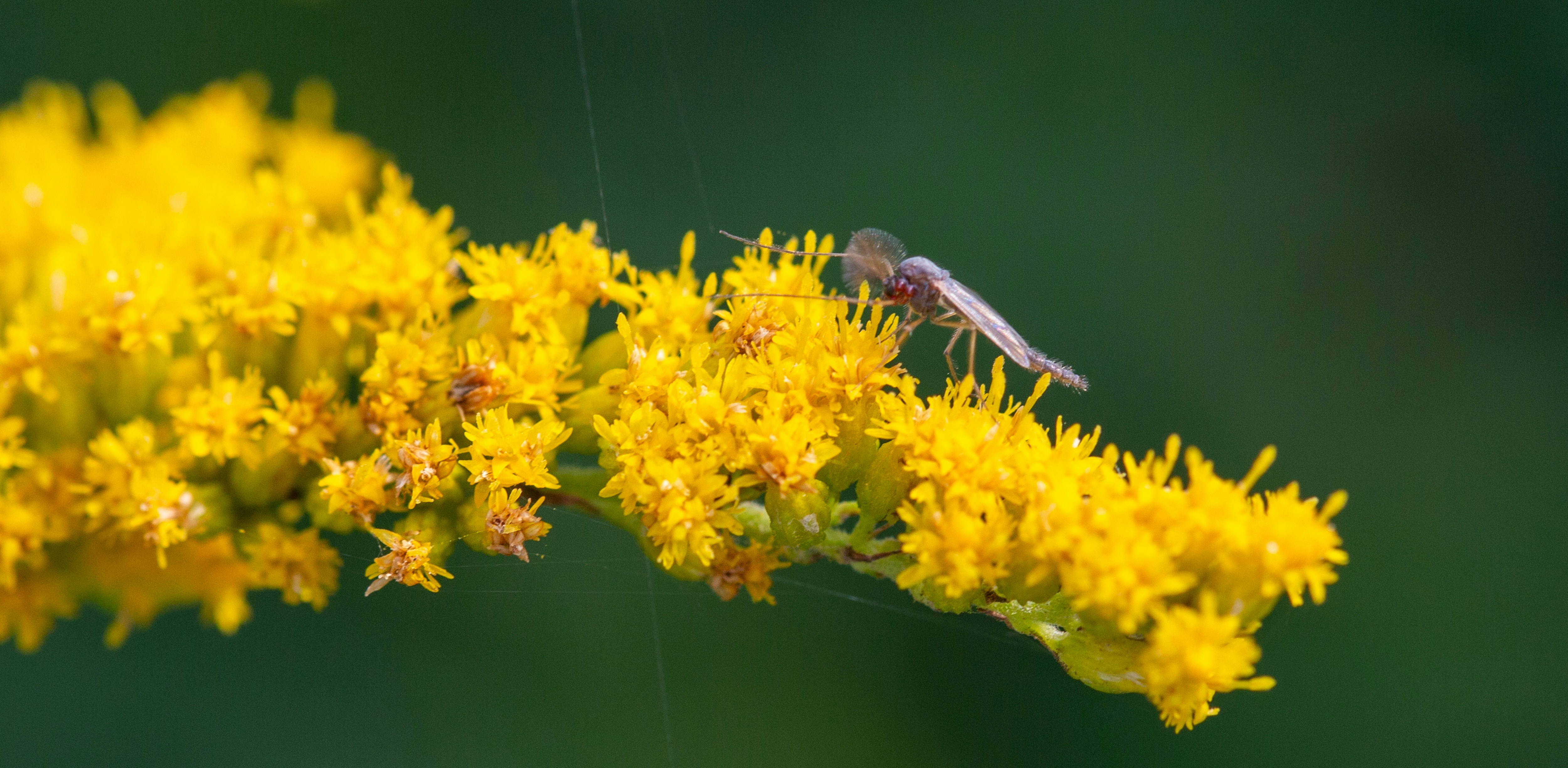 Dragonfly on a Golden Bloom: A Quiet Moment in Spring