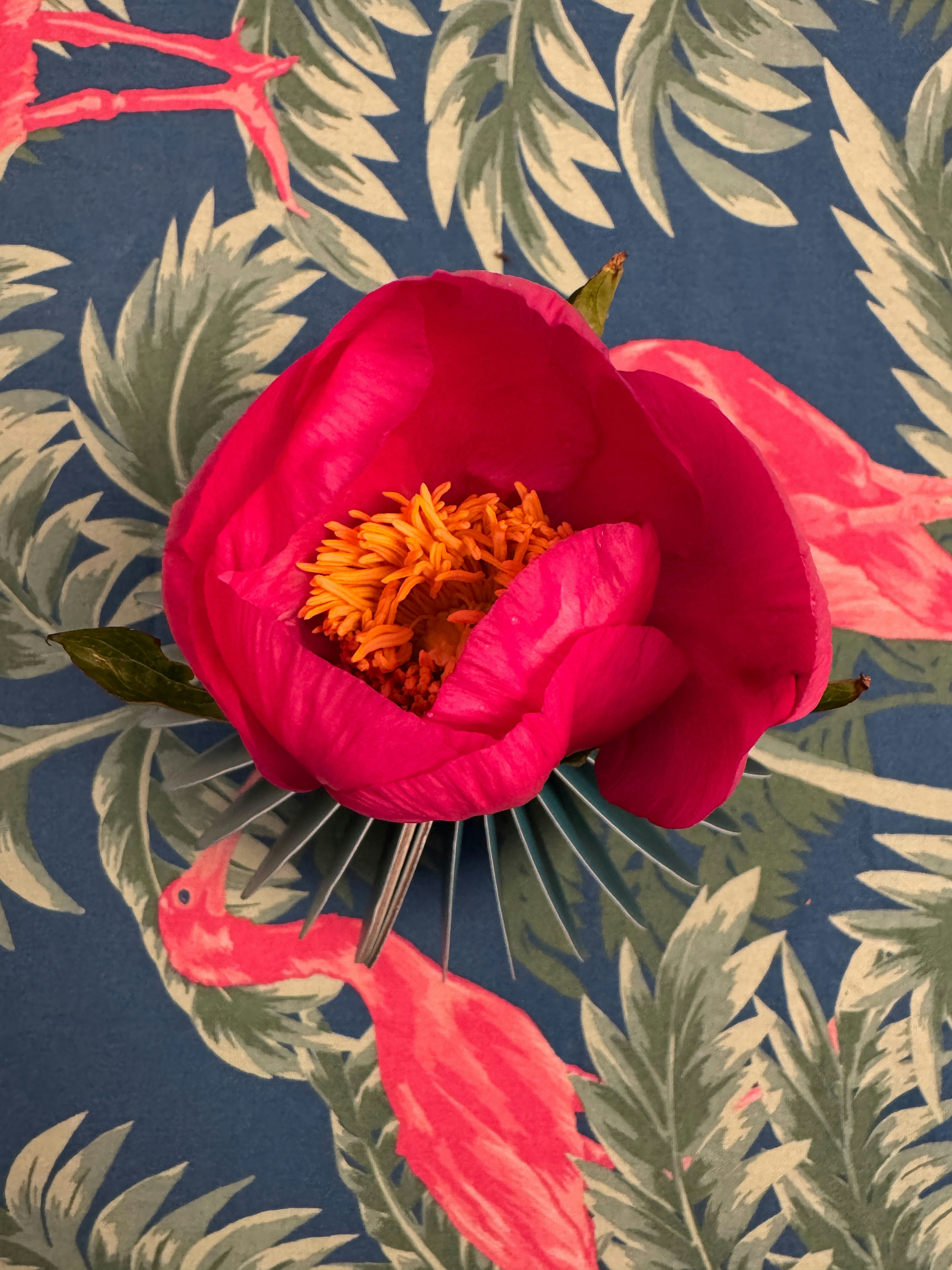 Crimson Bloom Centered on Tropical Backdrop