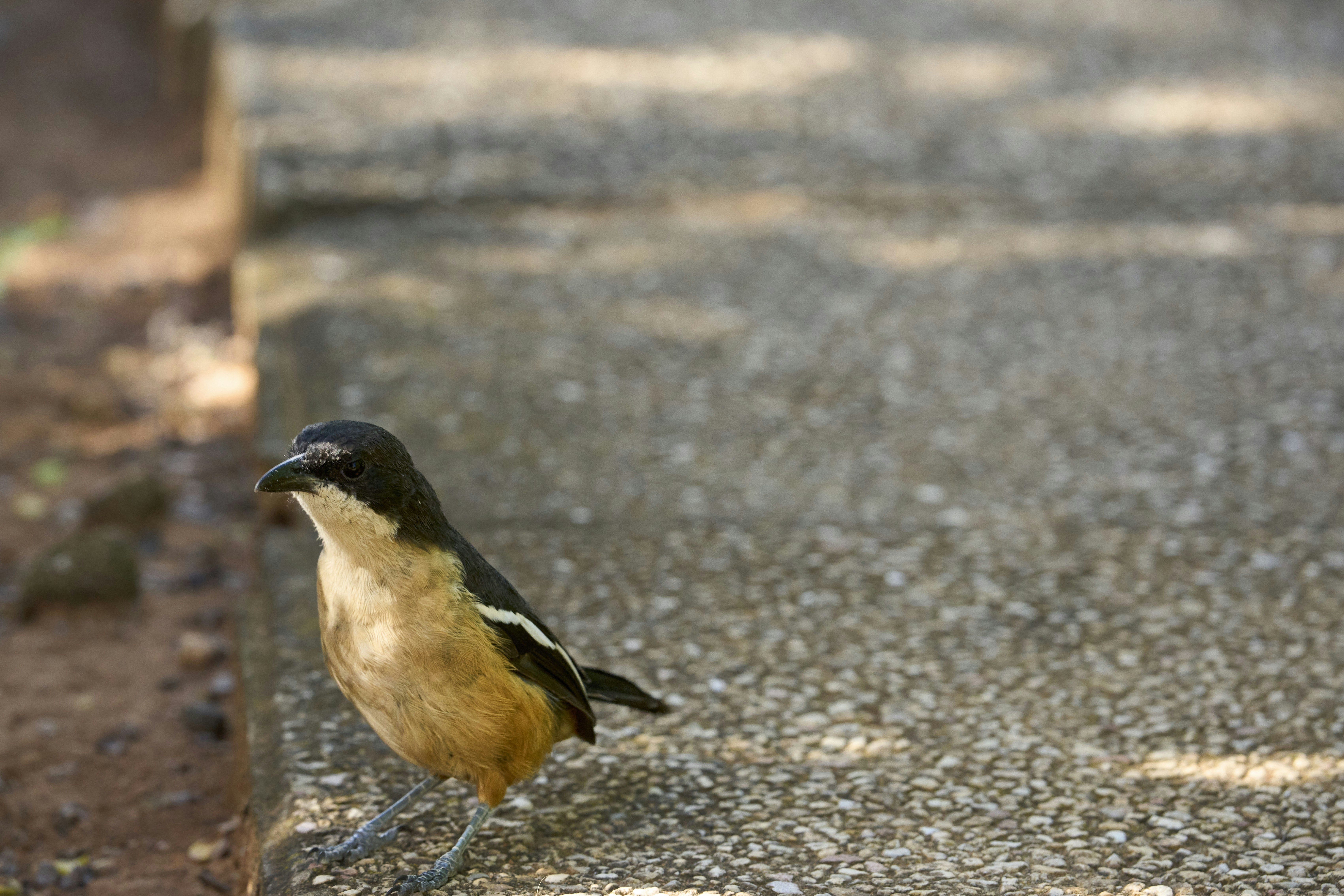 Grounded Wanderer: A bold robin on sunlit pavement