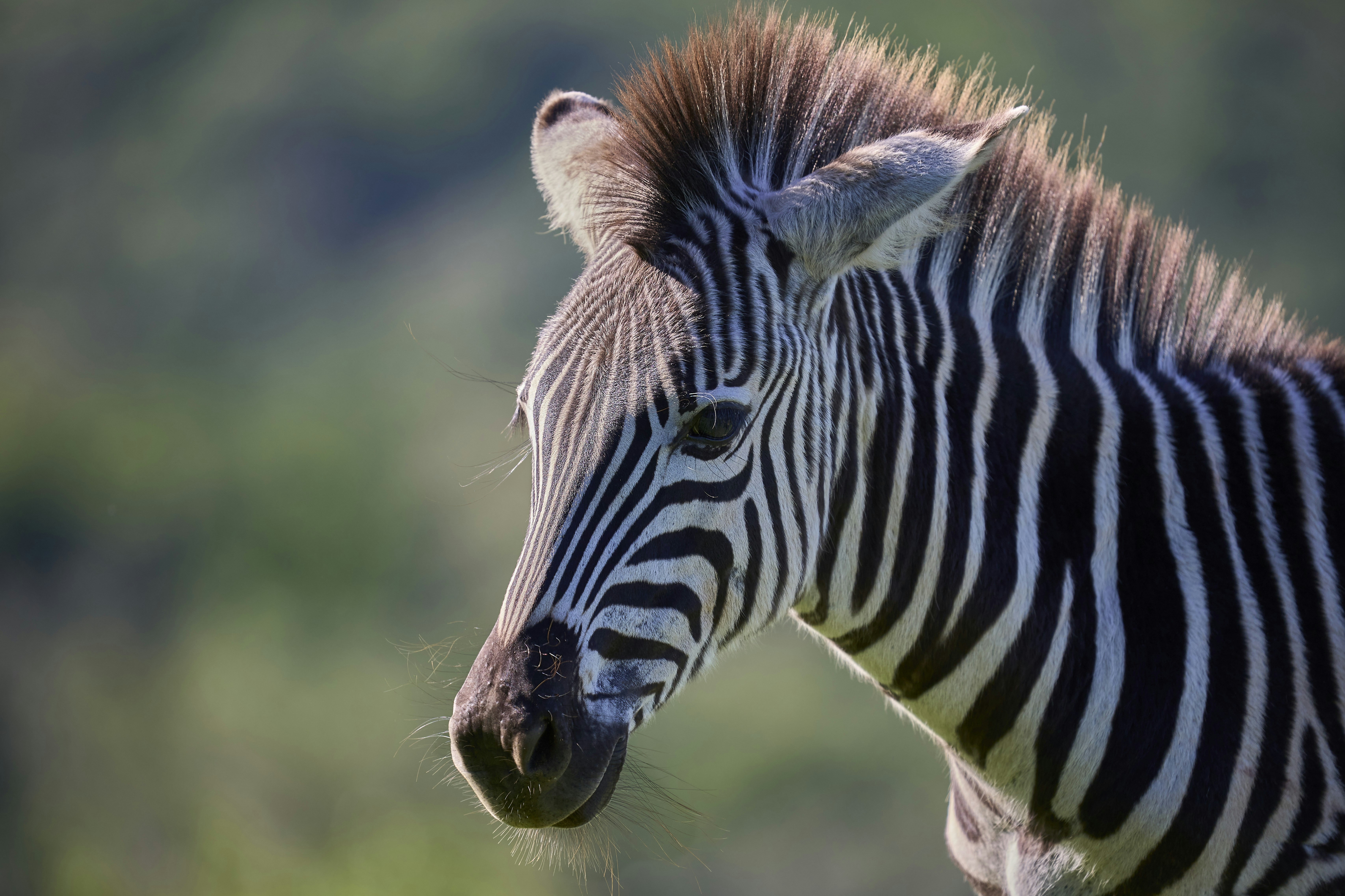 Zebra in Soft Backlight: Stripes, Silhouette, and Quiet Grazing
