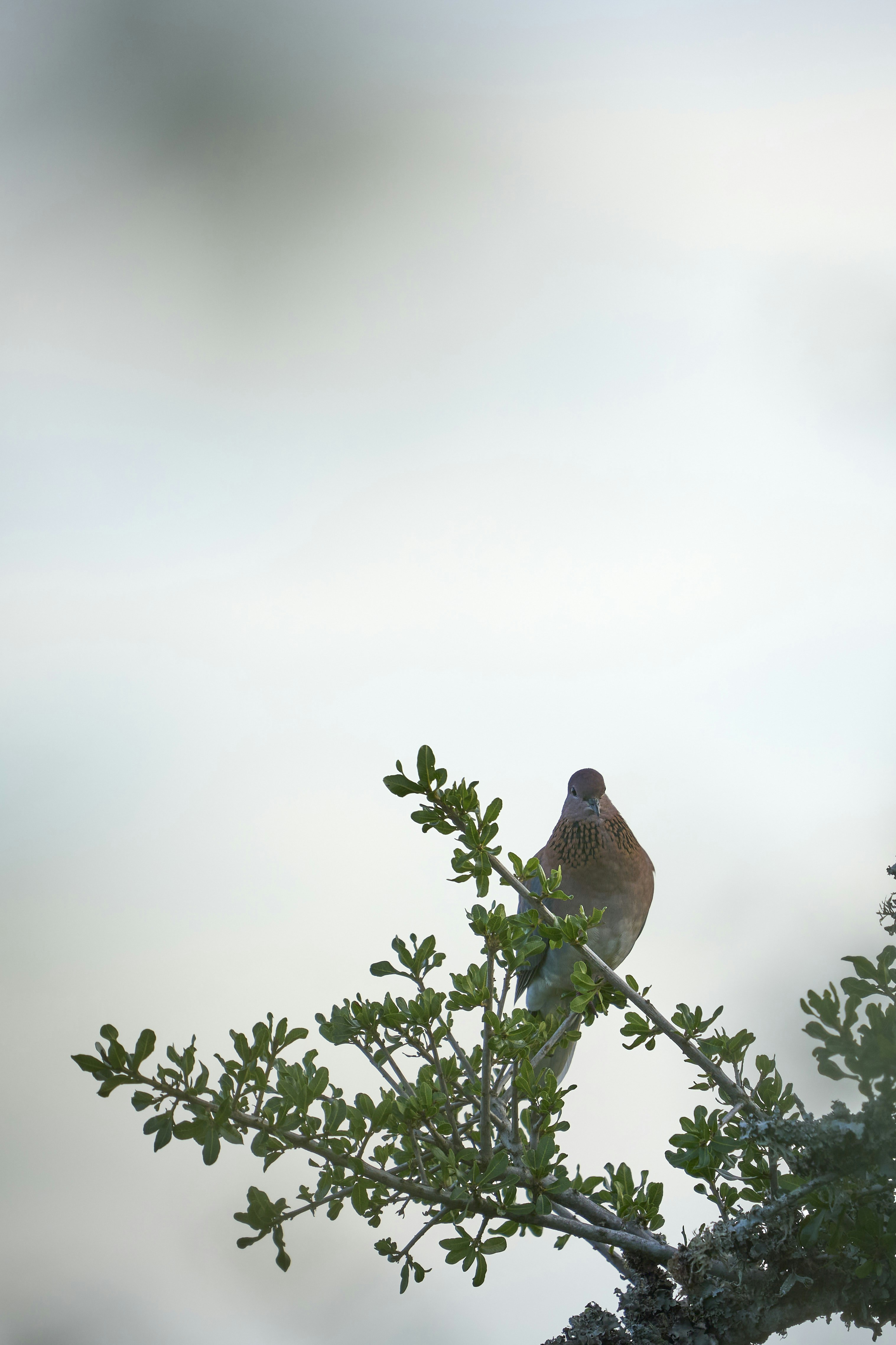 Perched Dawn Silhouette: A Scarlet-Toned Songbird on Coastal Shrubs