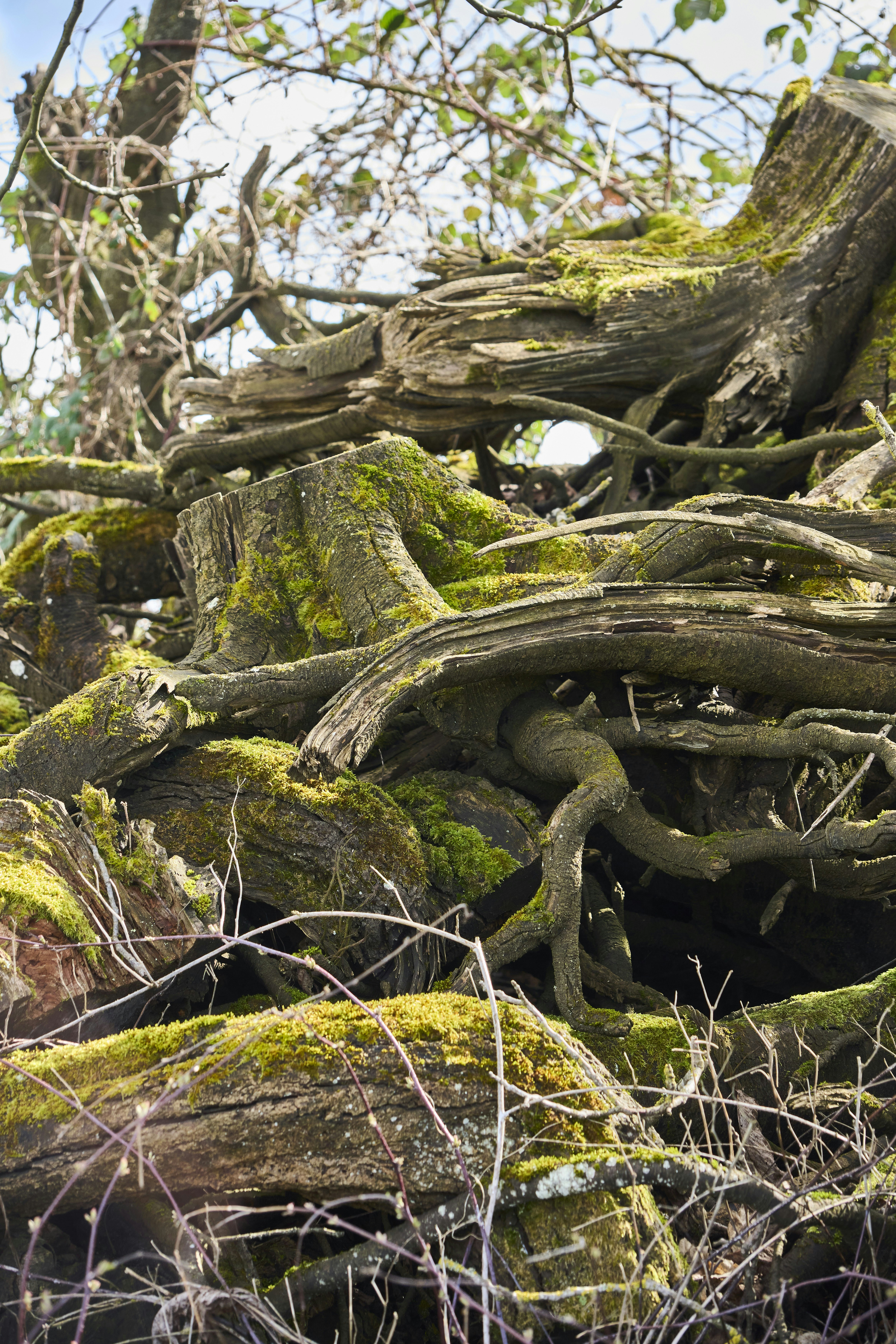 Mnemosyne’s Tangle: Moss-Crested Roots in Dappled Light