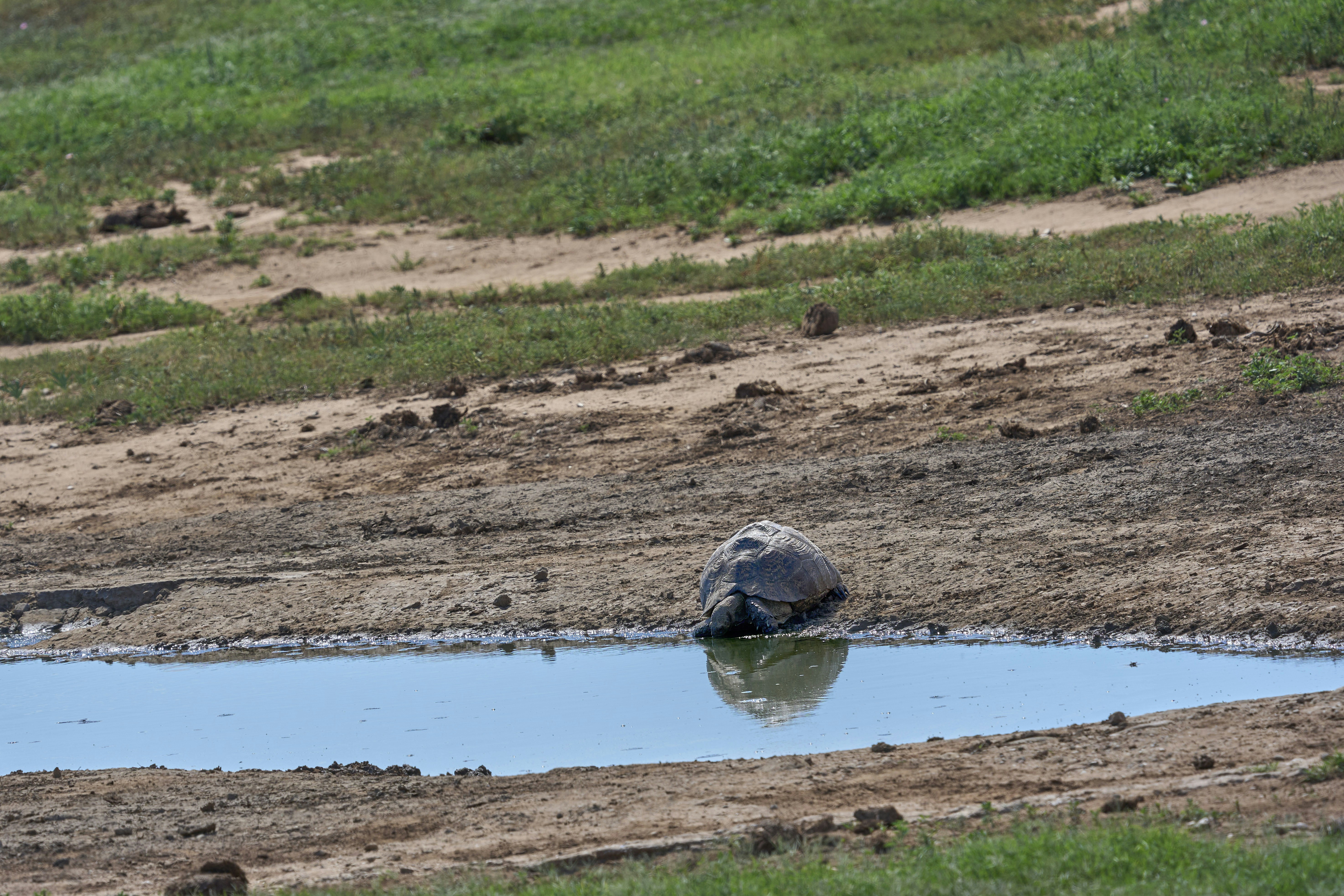Solitary Turtle at the Edge of a Quiet Pond