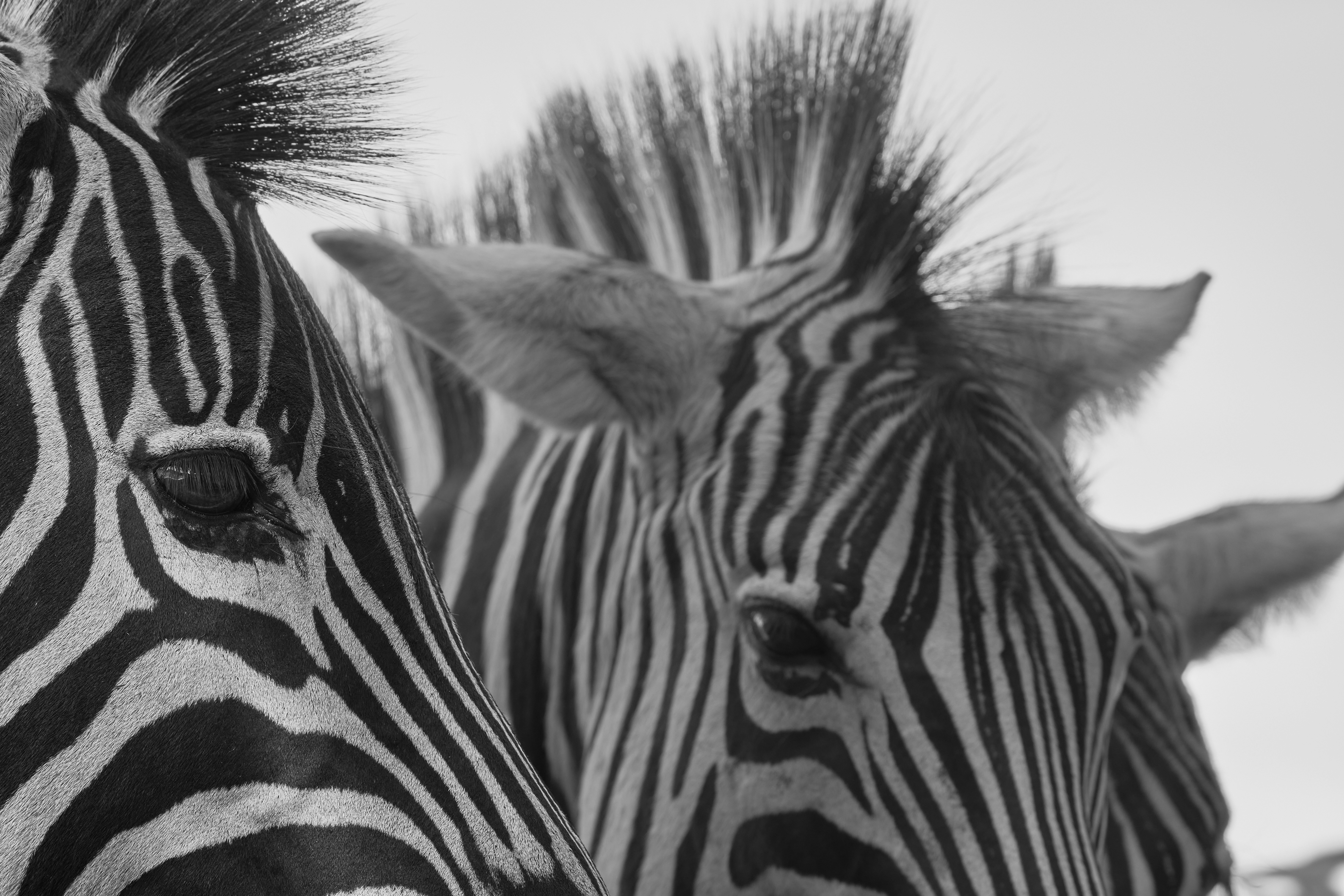Two Zebras, One Frame: Stripes in Sync