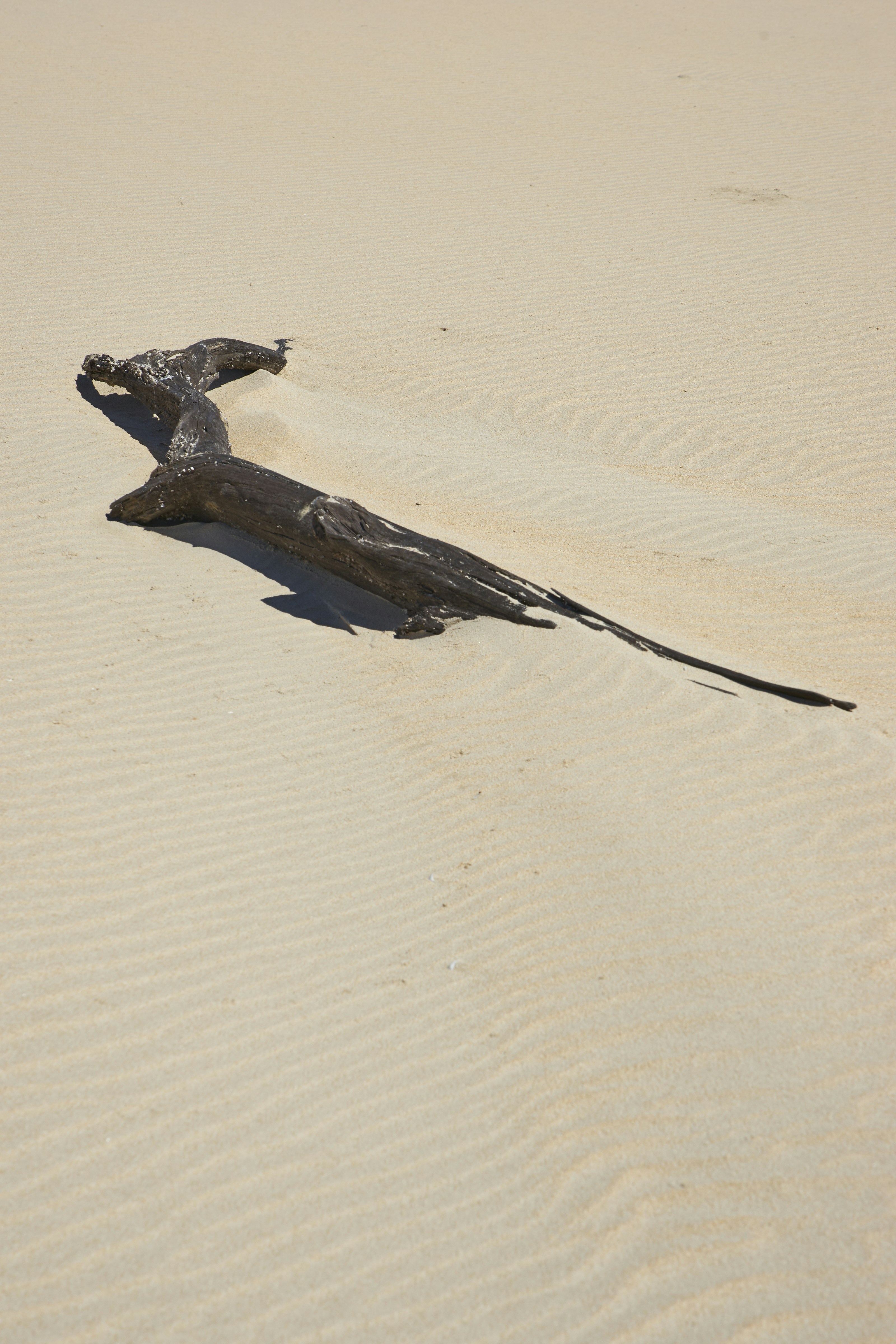 Driftwood on Sunlit Sand: A Solitary Branch in Dunes