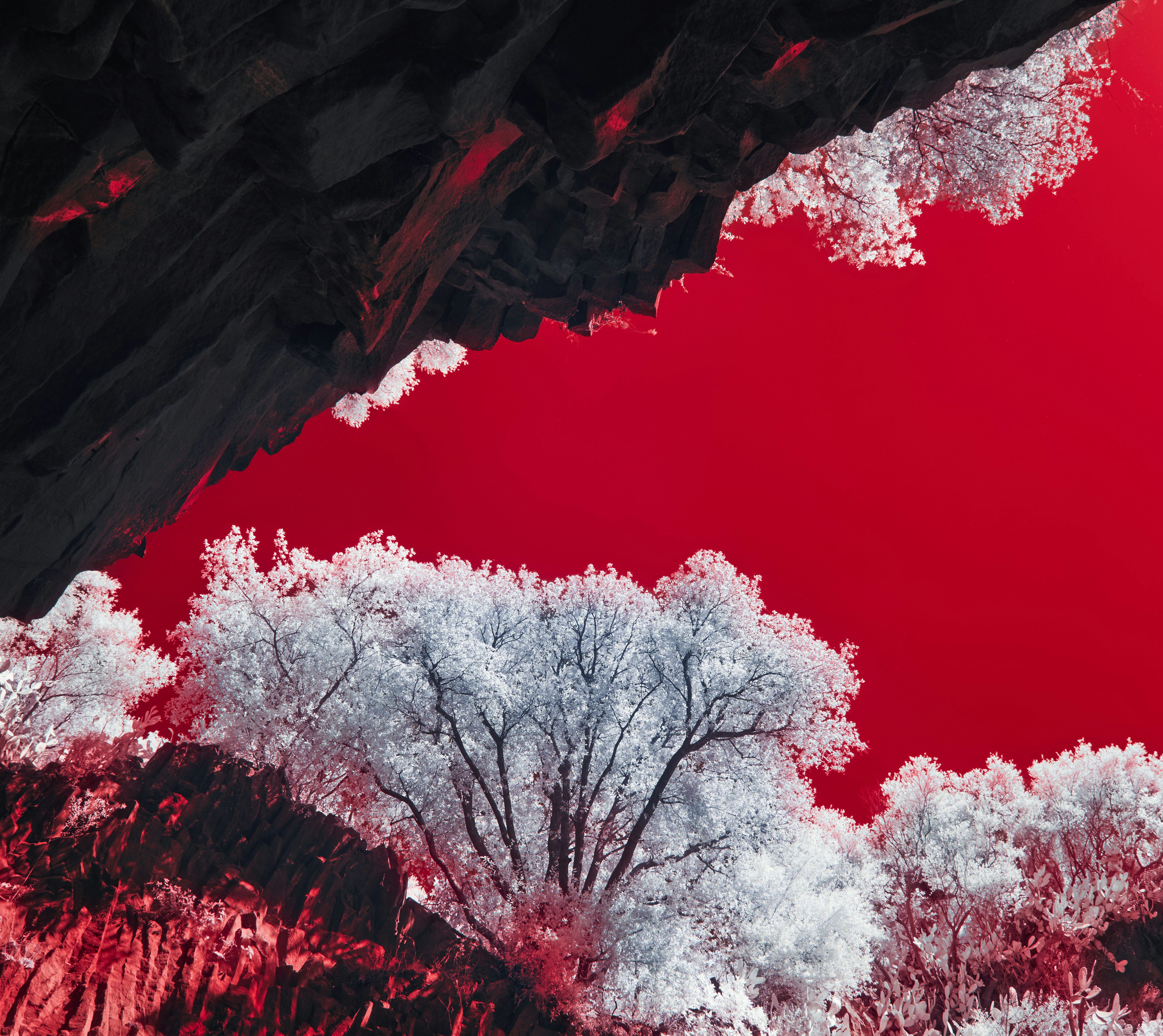 Crimson Skyline: Frosted Foliage Against a Surreal Red Backdrop