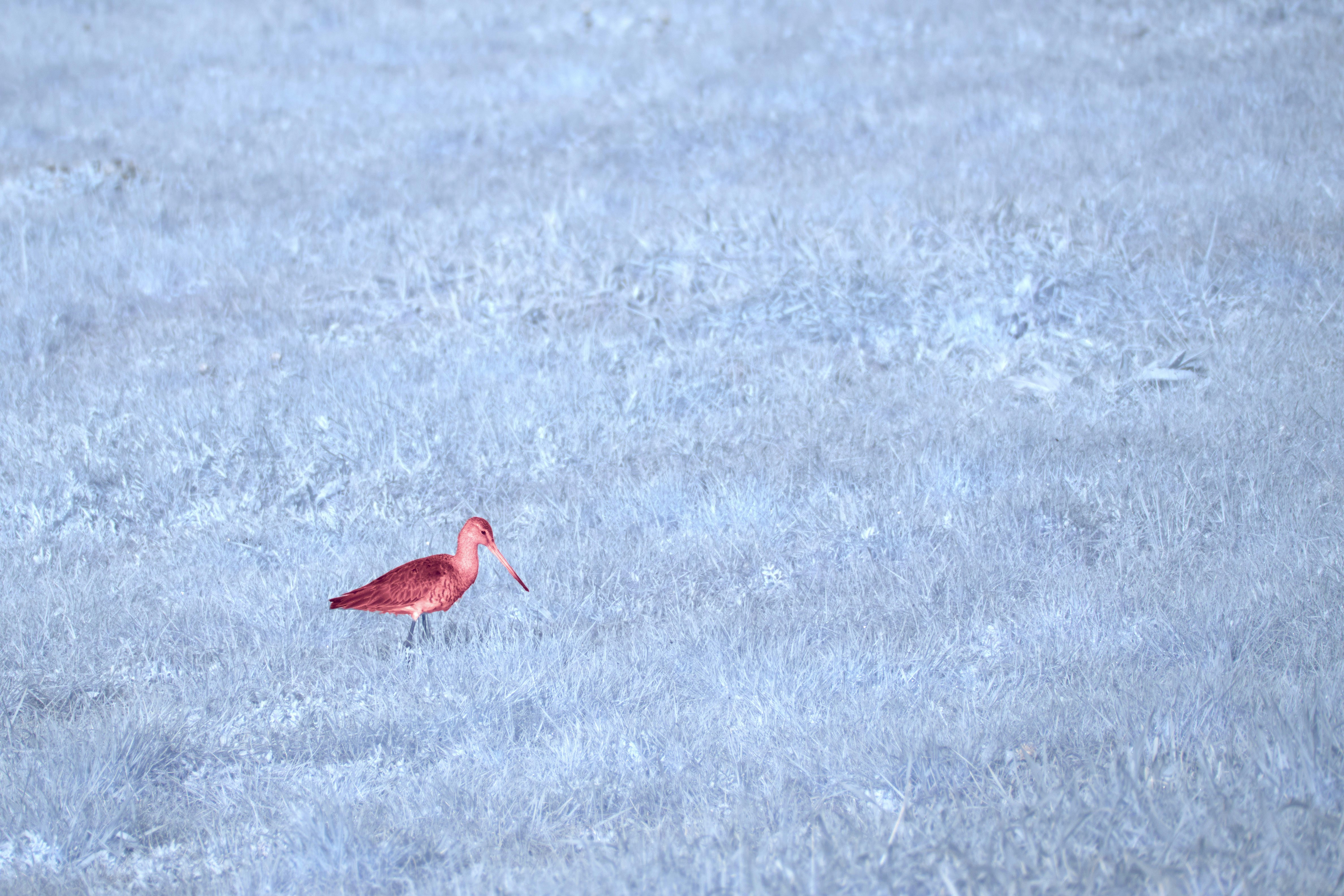  lone scarlet ibis crossing the frosted field