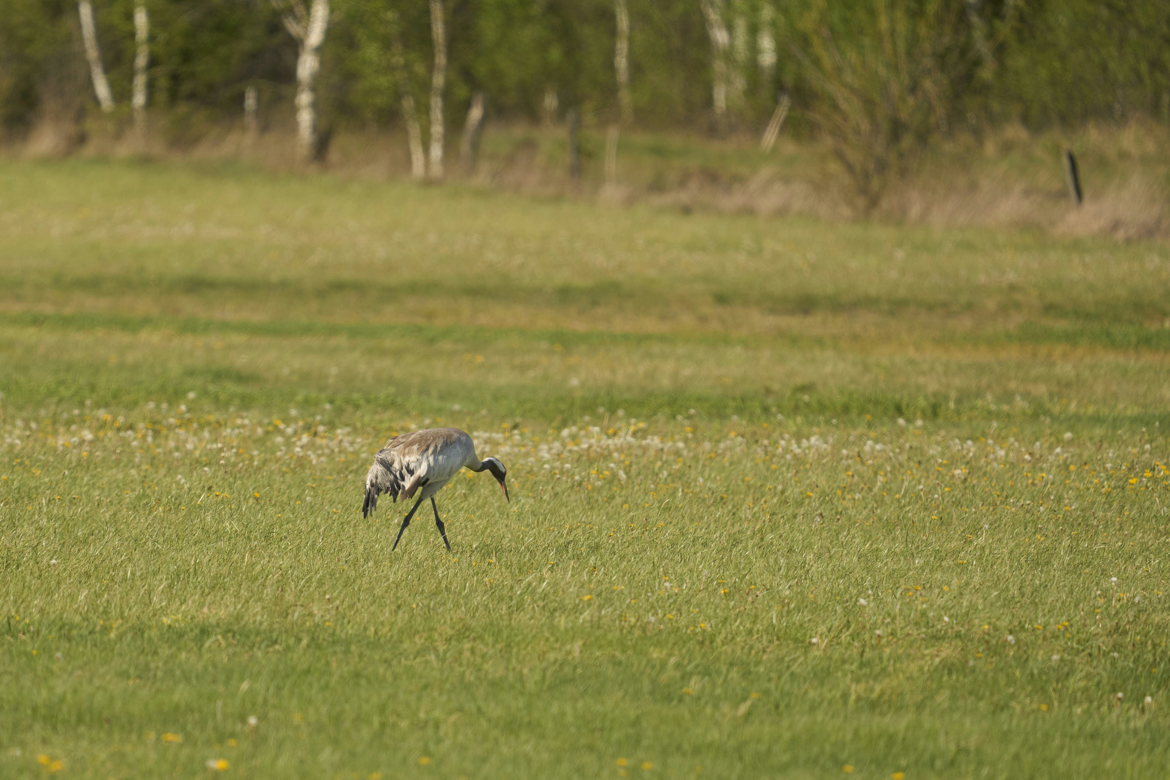 Hovering Crane in a Meadow: A Moment of Silent Precision