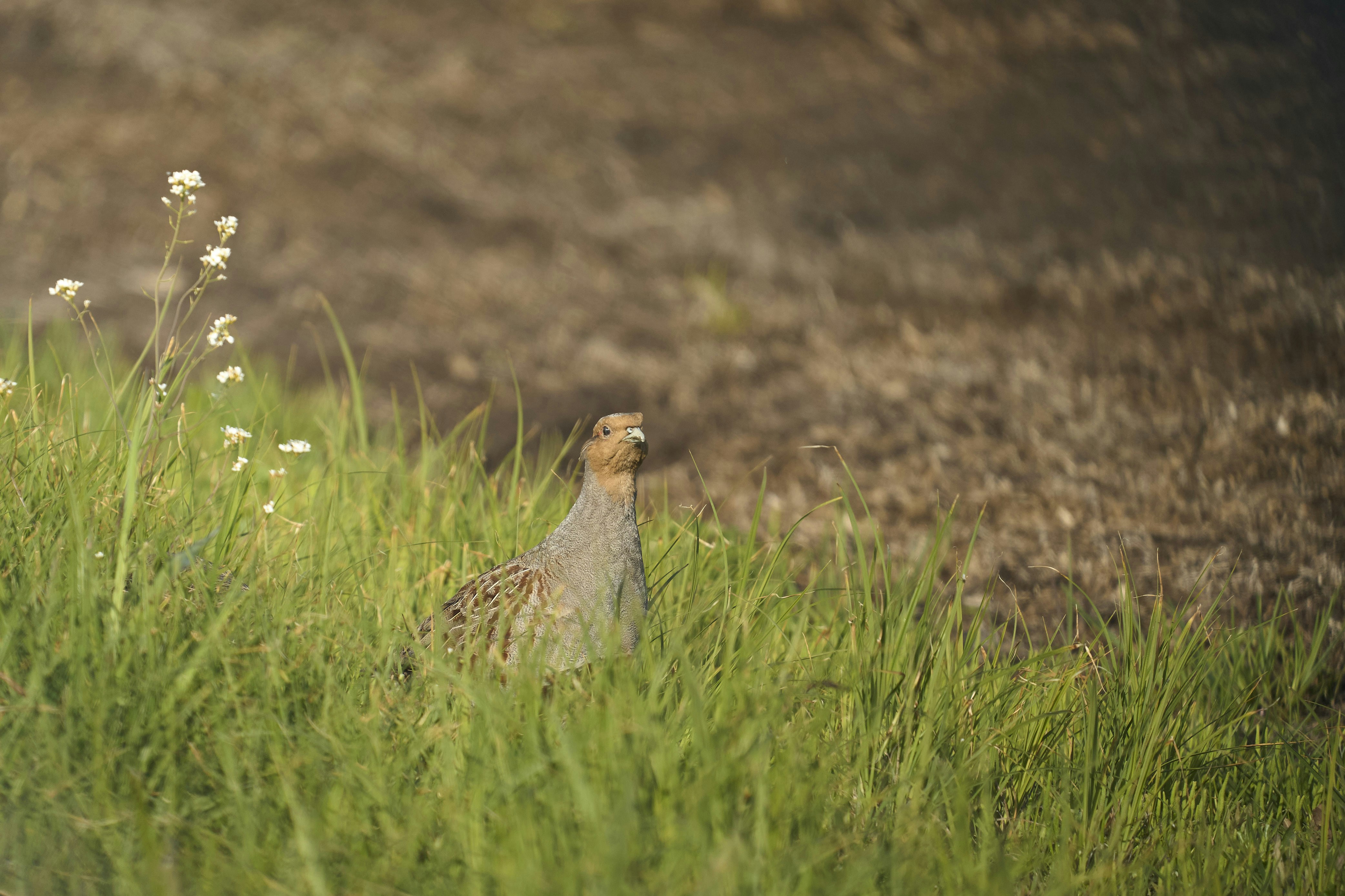 Grassland Spotlight: a shy waterfowl peeks from the meadow edge