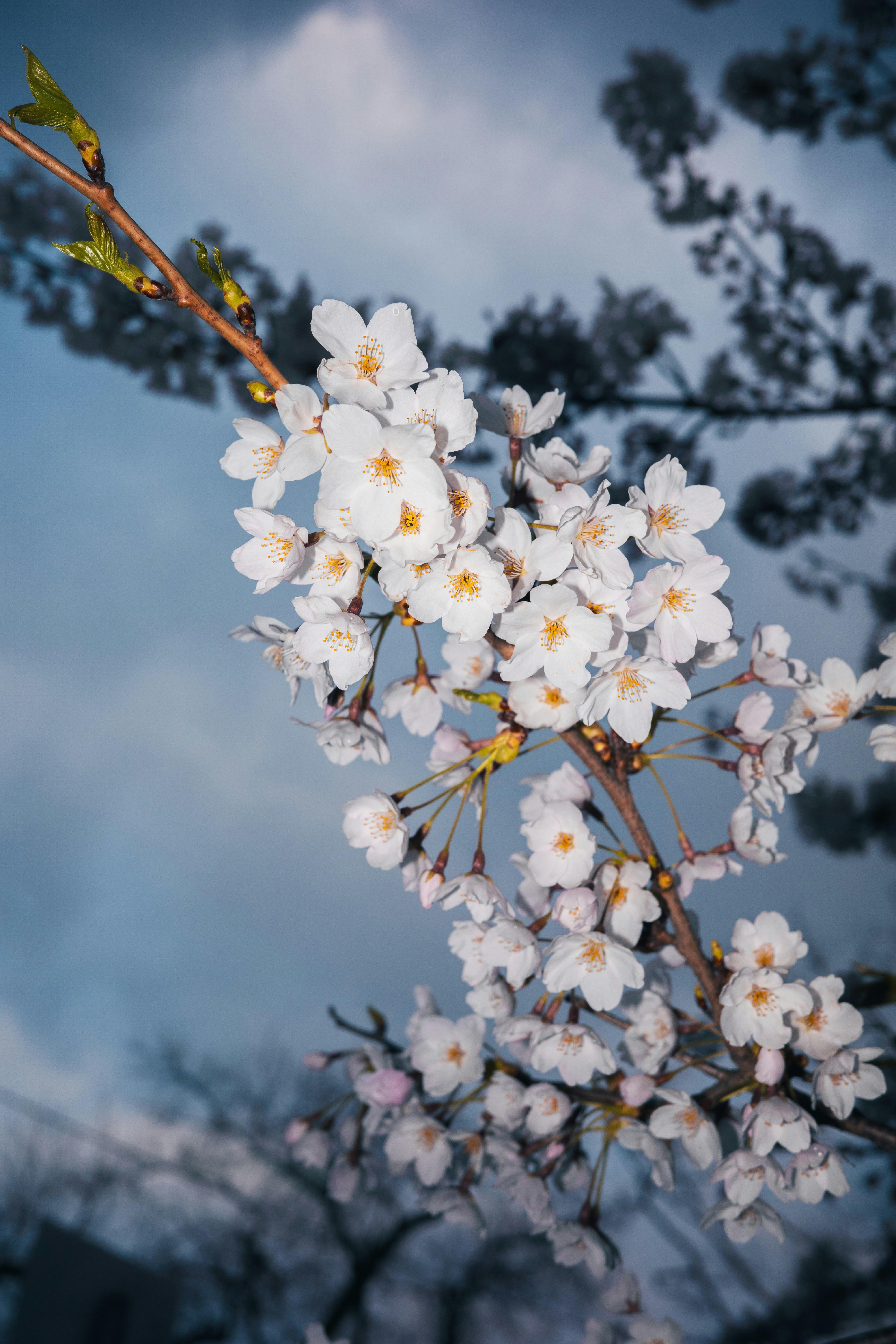 Blossoms in Focus: A Cascade of White on a Summer Branch
