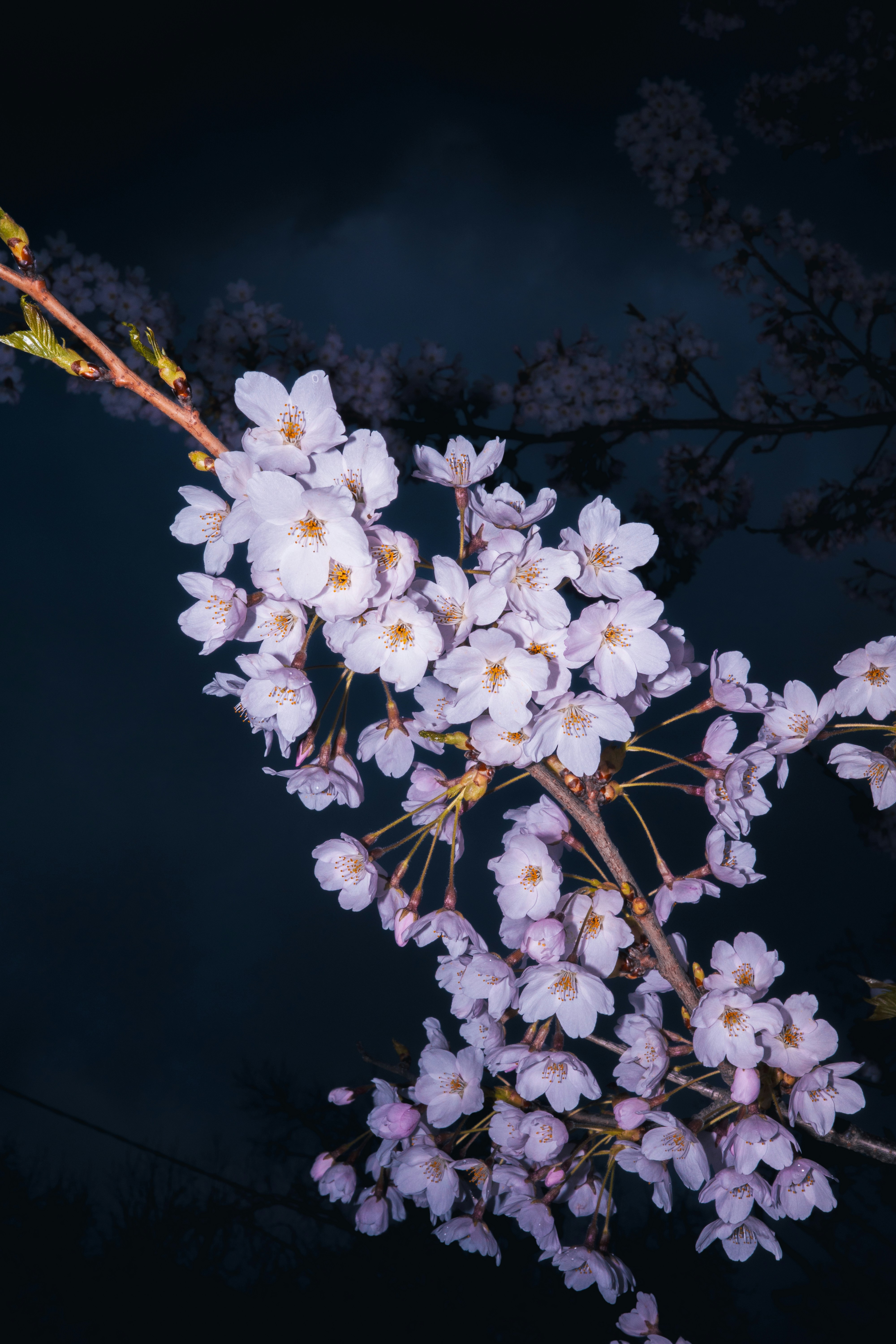 Blossoms in Nightfall: A Branch of Moonlit Petals