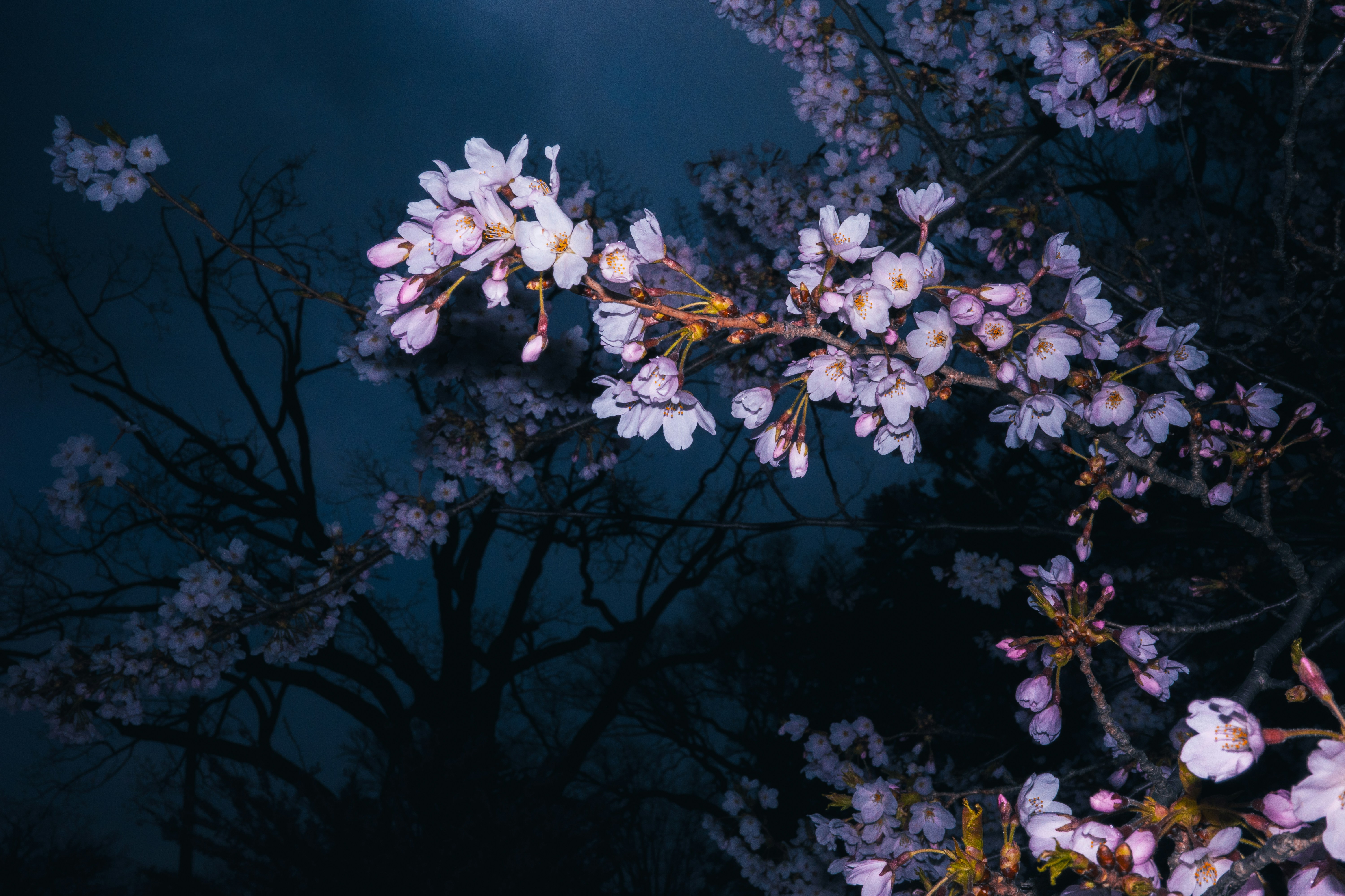 Night Bloom on a Quiet Branch