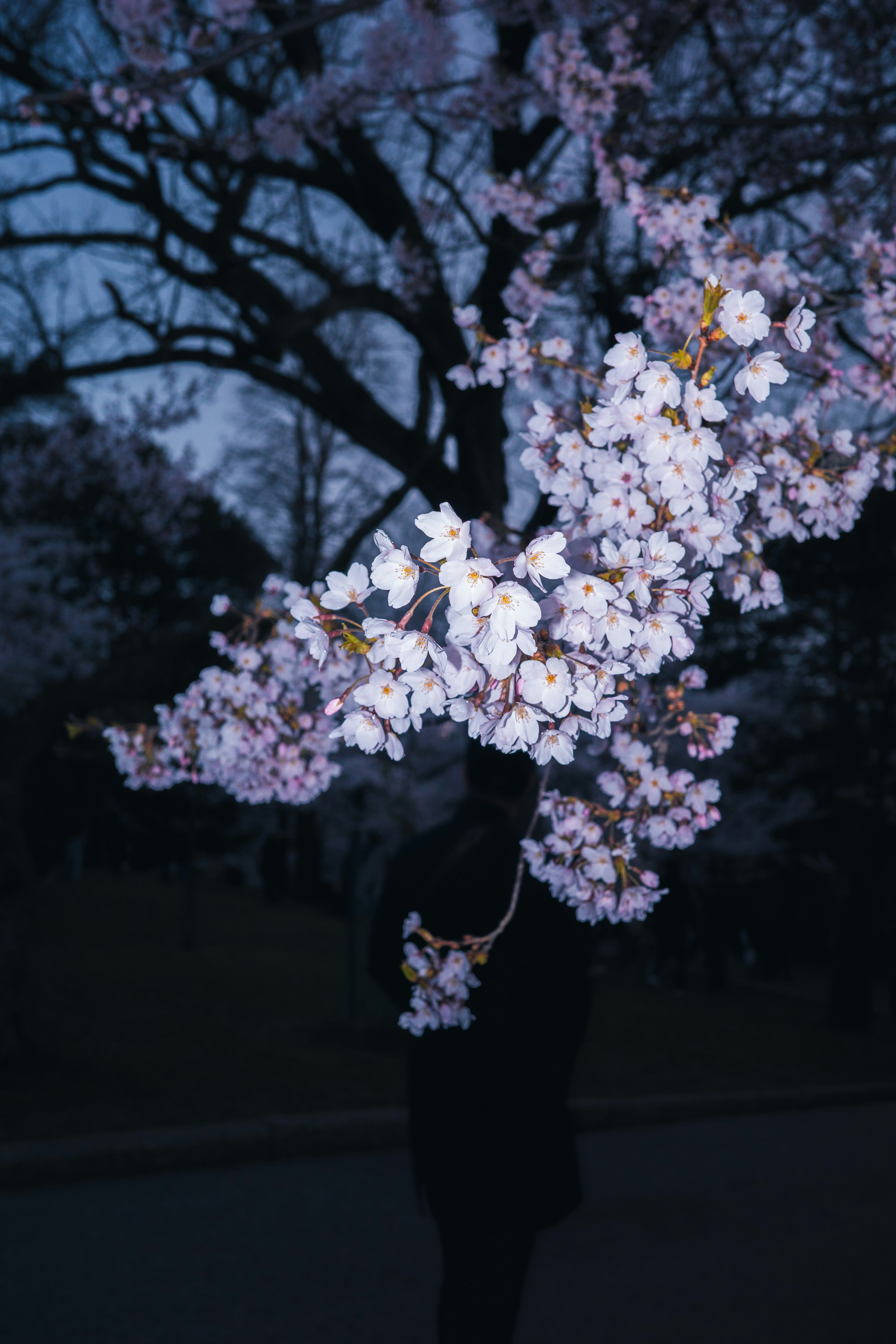 Blossoms in Low Light: A Night Walk Through Pink Petals