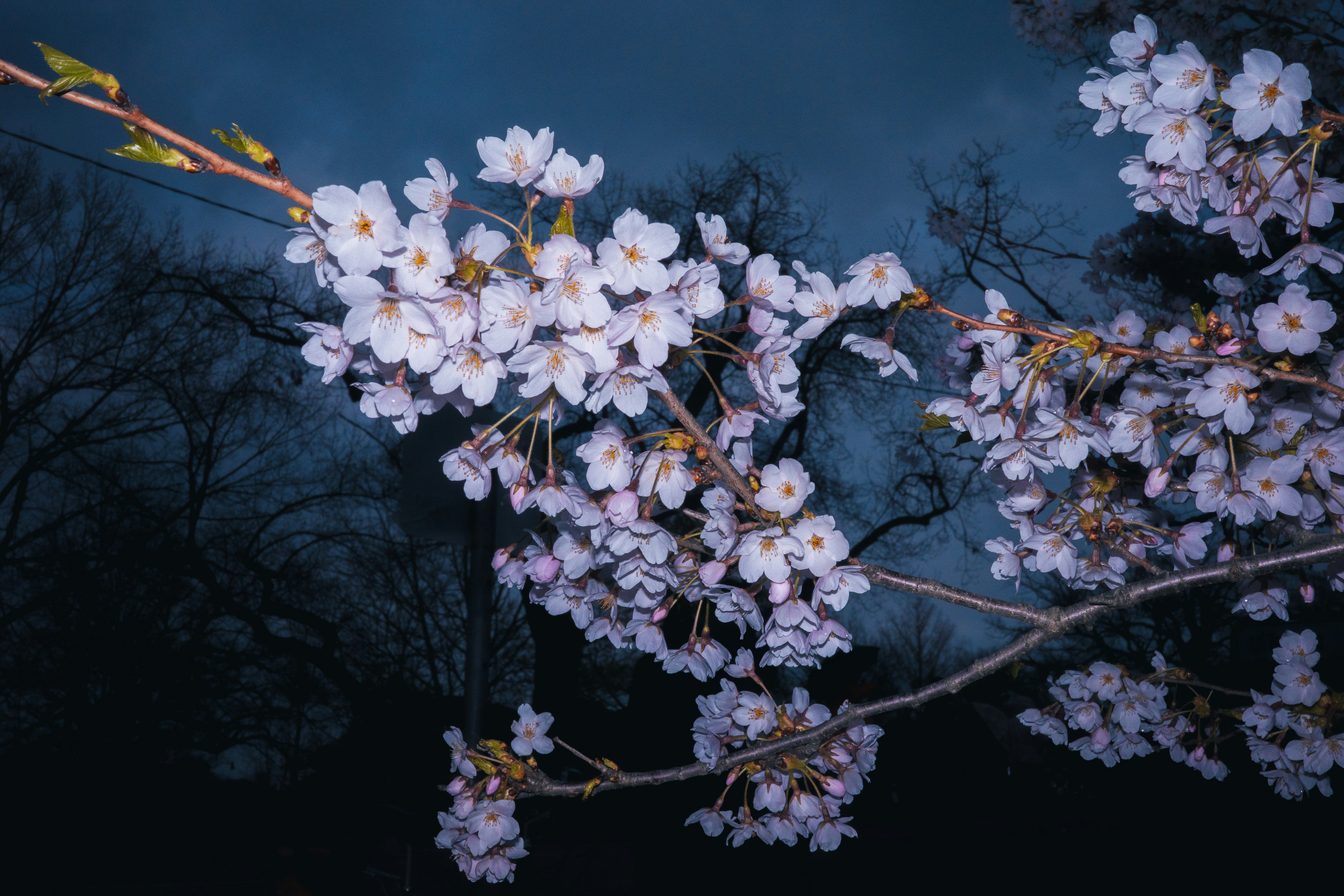 Blossoms in a Velvet Night