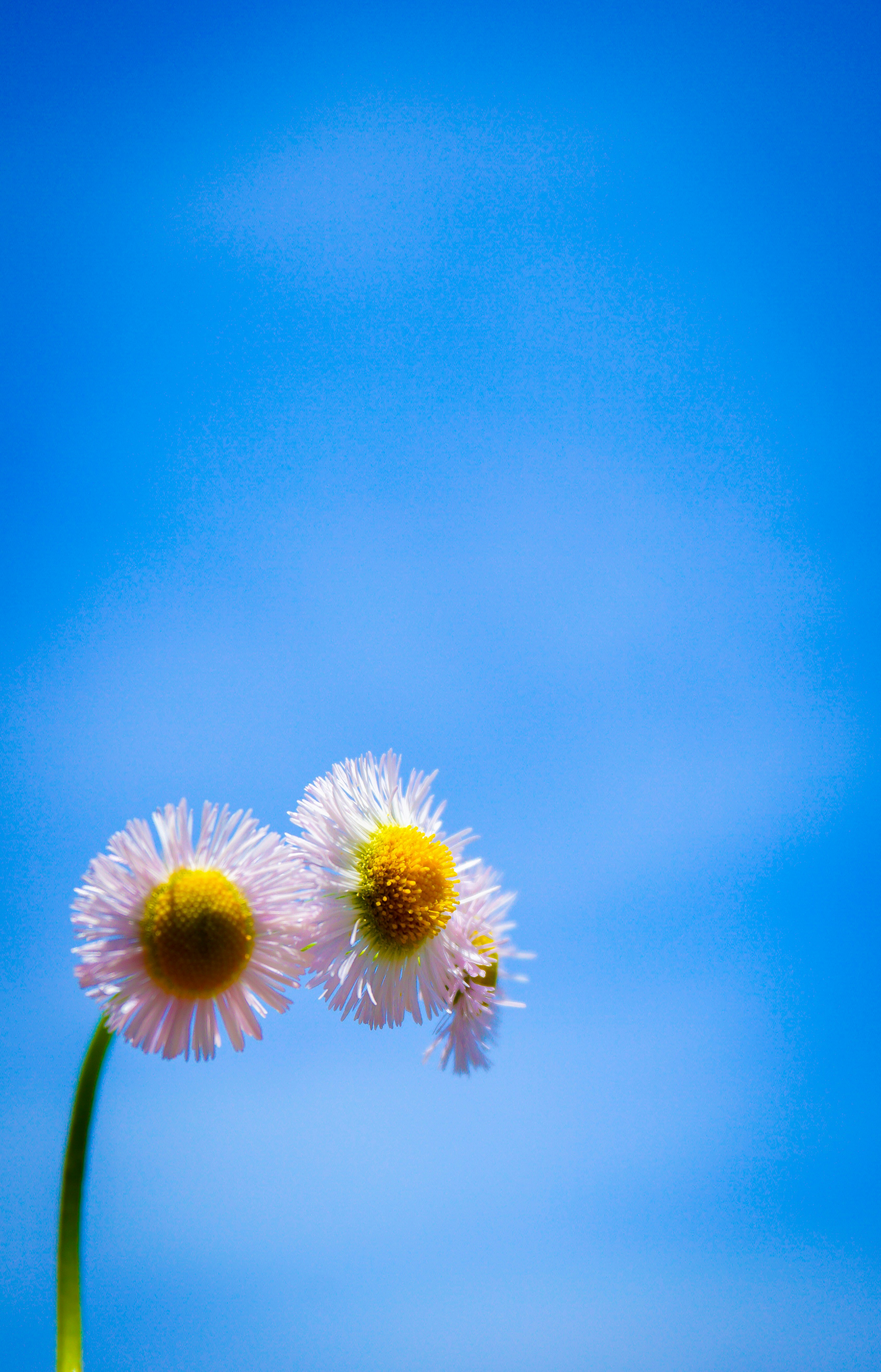 White flowers in blue sky