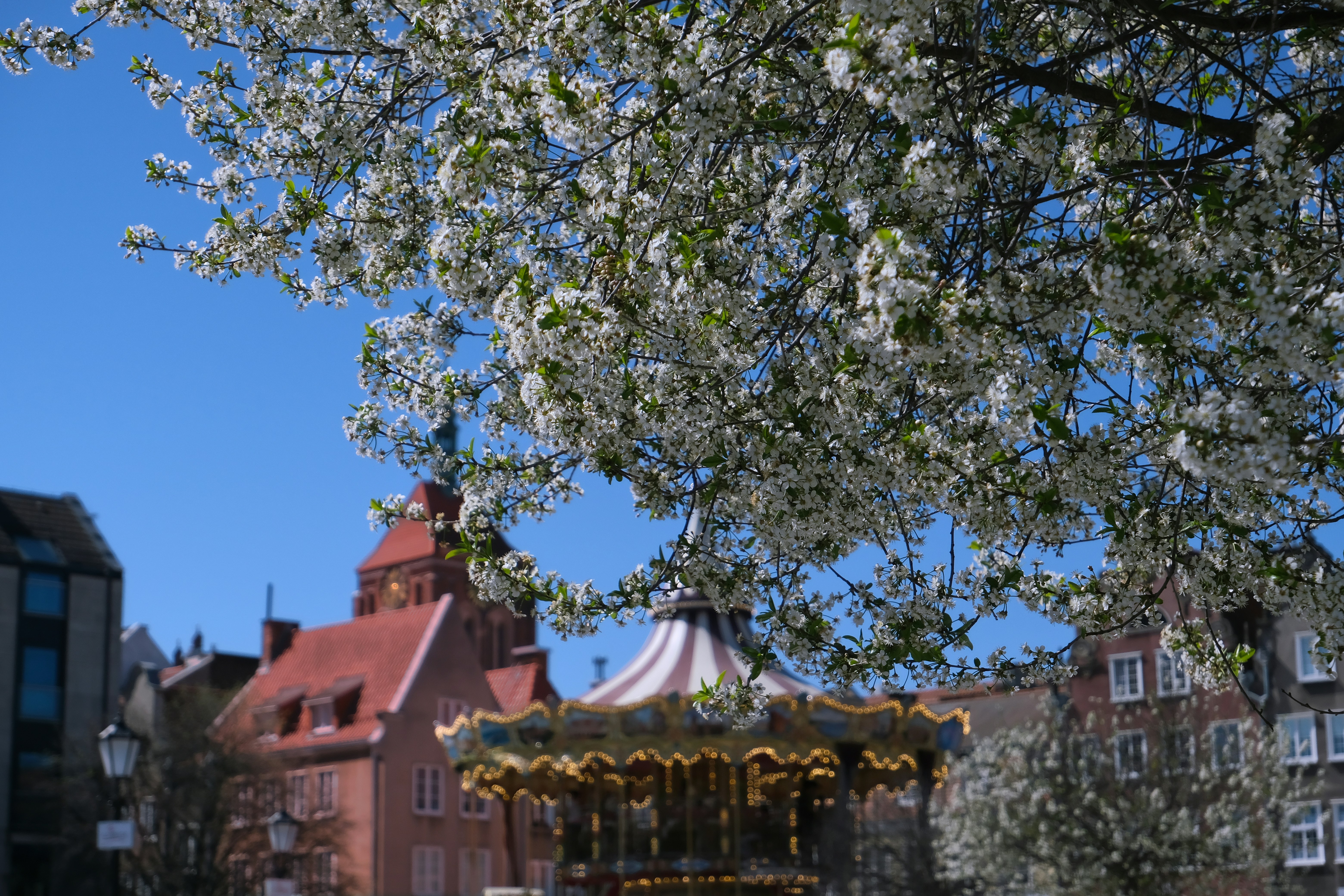 Blossoms over the Park Carousel