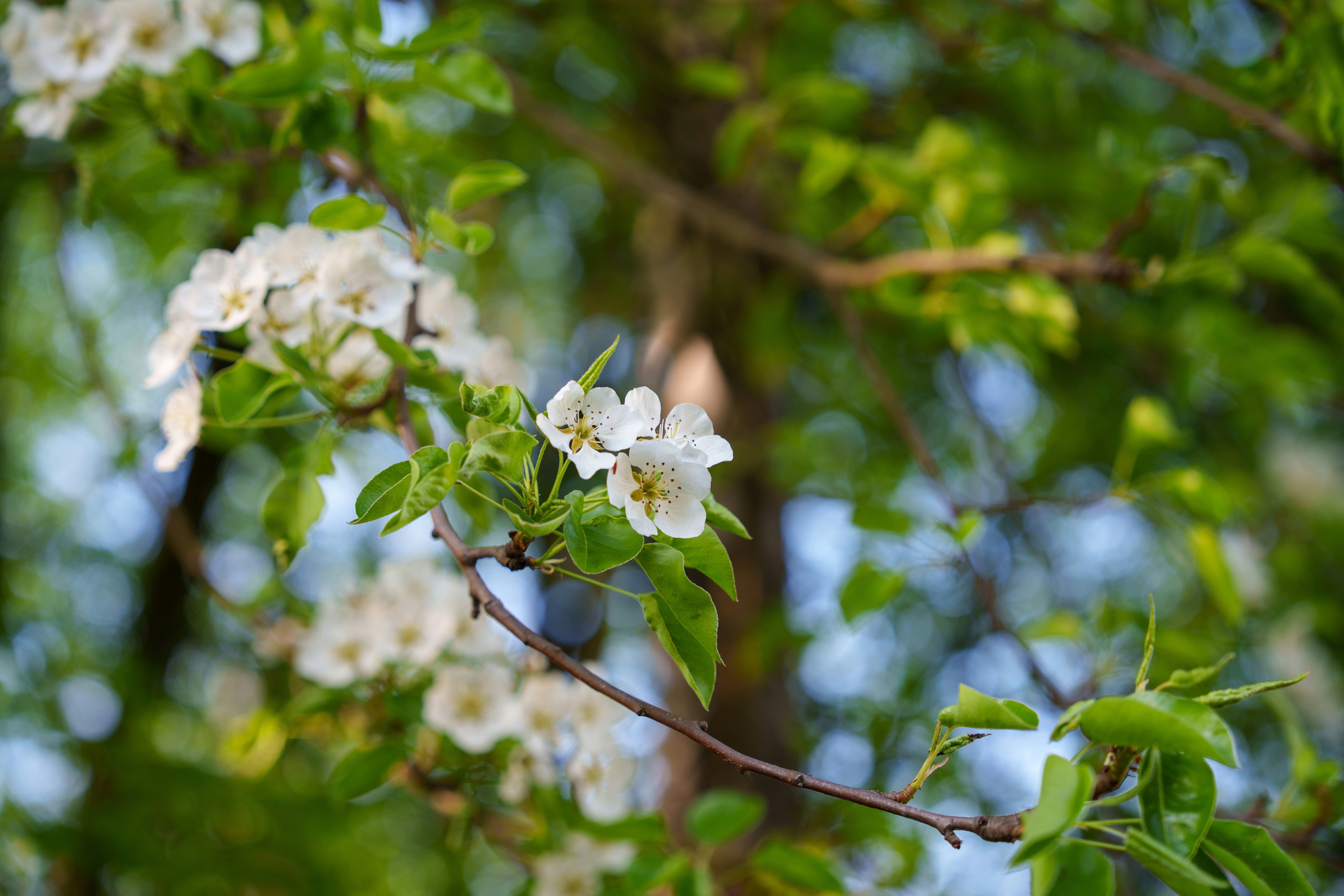 Blossoms in Focus: A Quiet Moment on the Petal-Threaded Branch