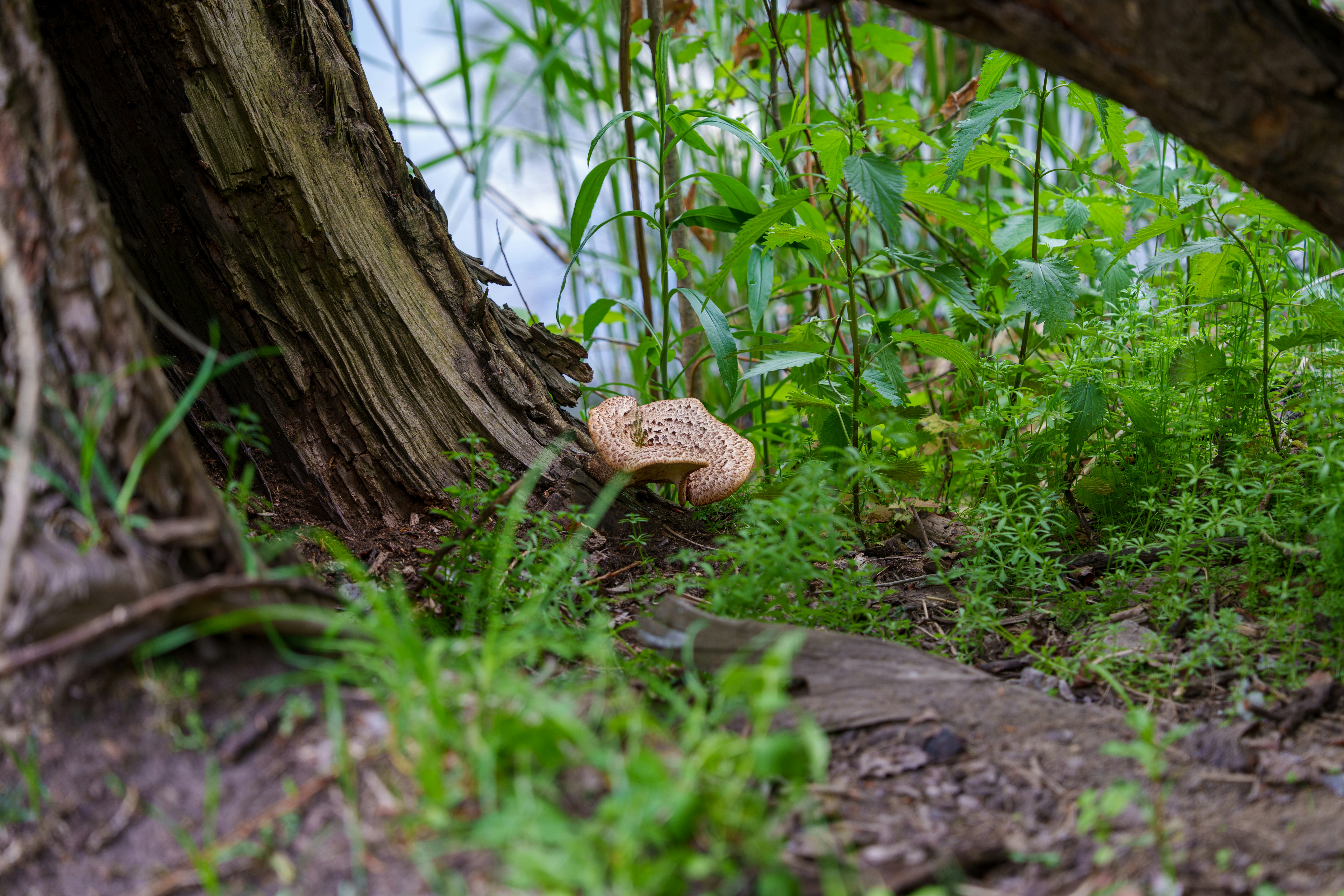 Farewell to a Fungal Sentinel Under Green Canopy