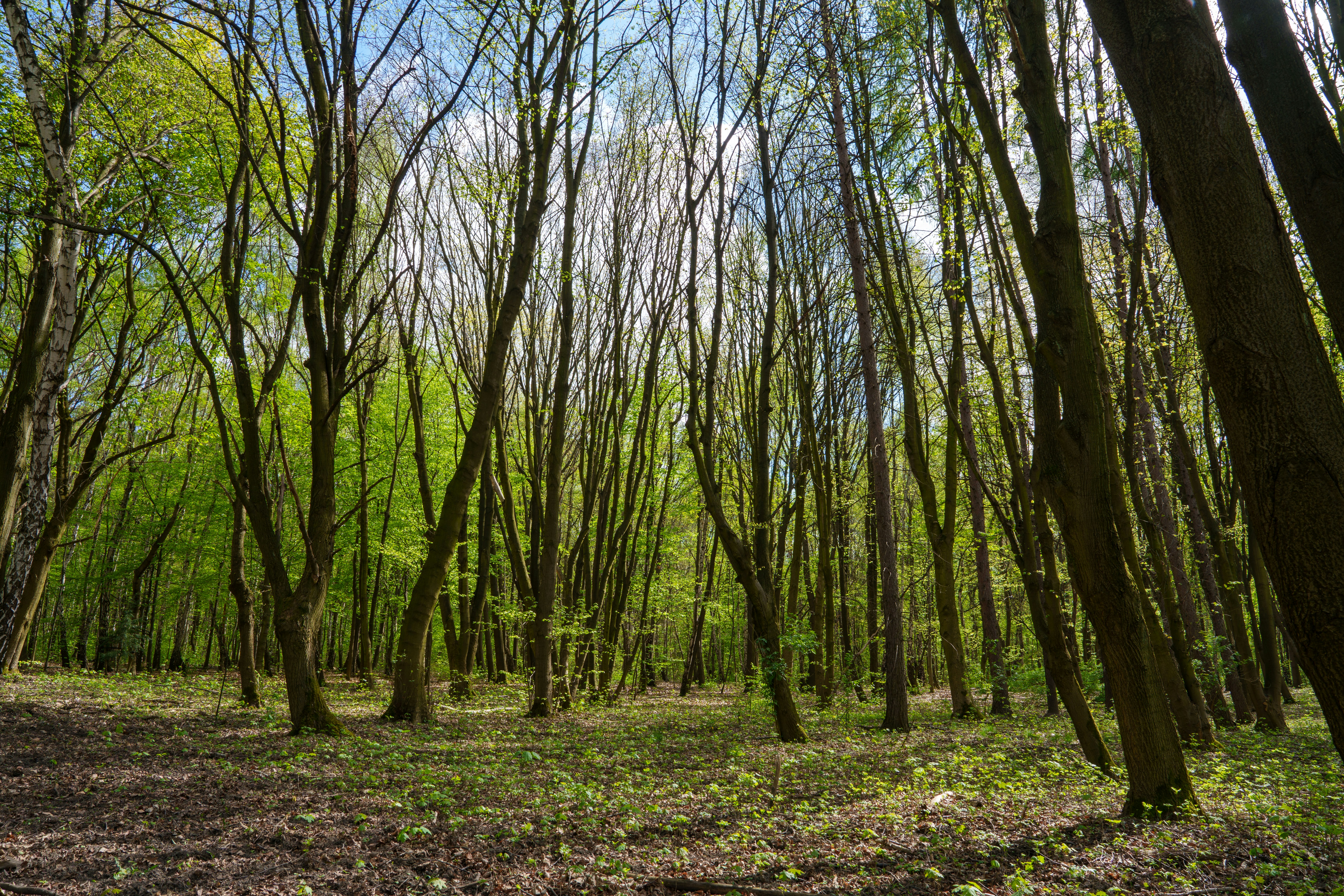 Dappled Spring Corridor: Sunlit Birch and Shadowed Understory