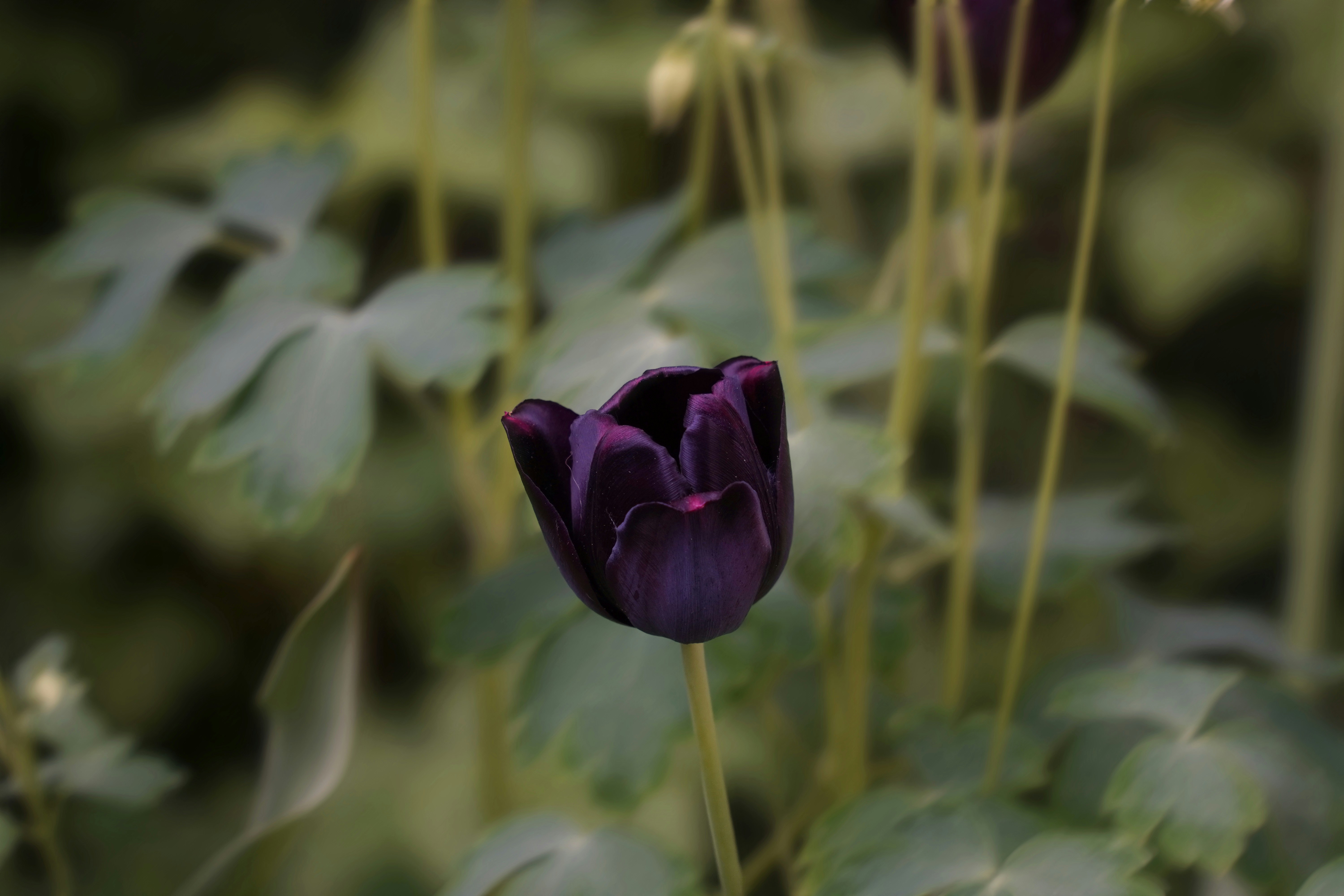 Midnight Tulip in Soft Ingress