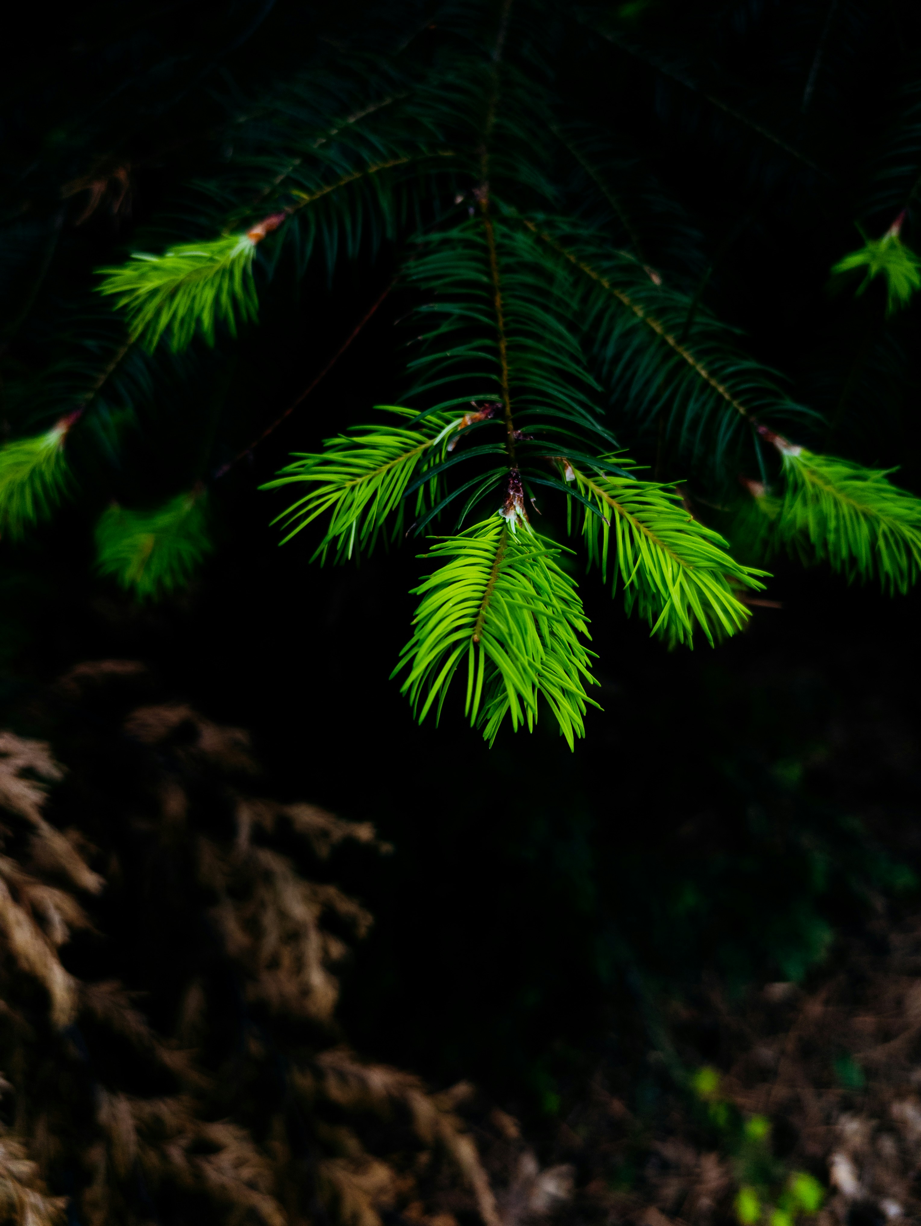 Emerald Sprigs in Dark Ground