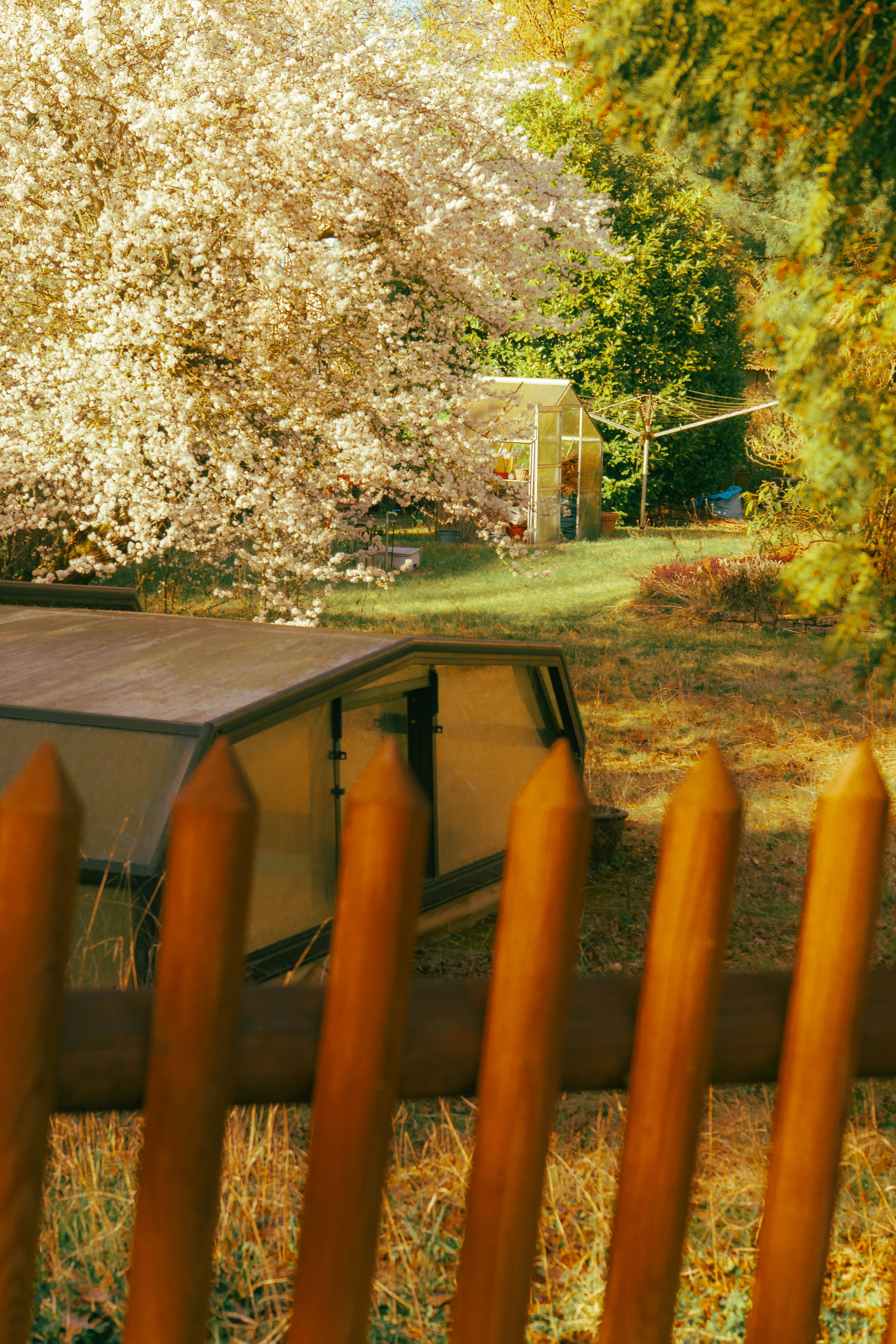 Spring Yard Through the Fence