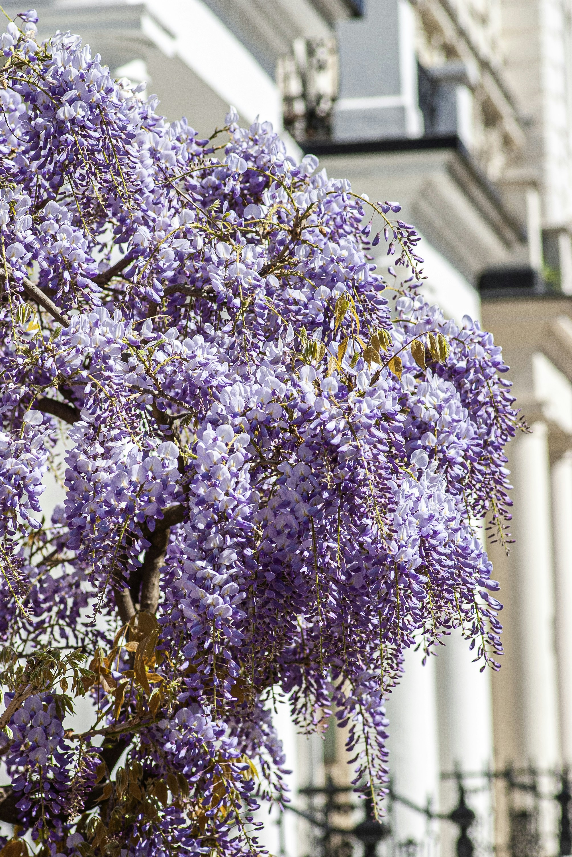 Purple wisteria flowers cascade down a building facade.