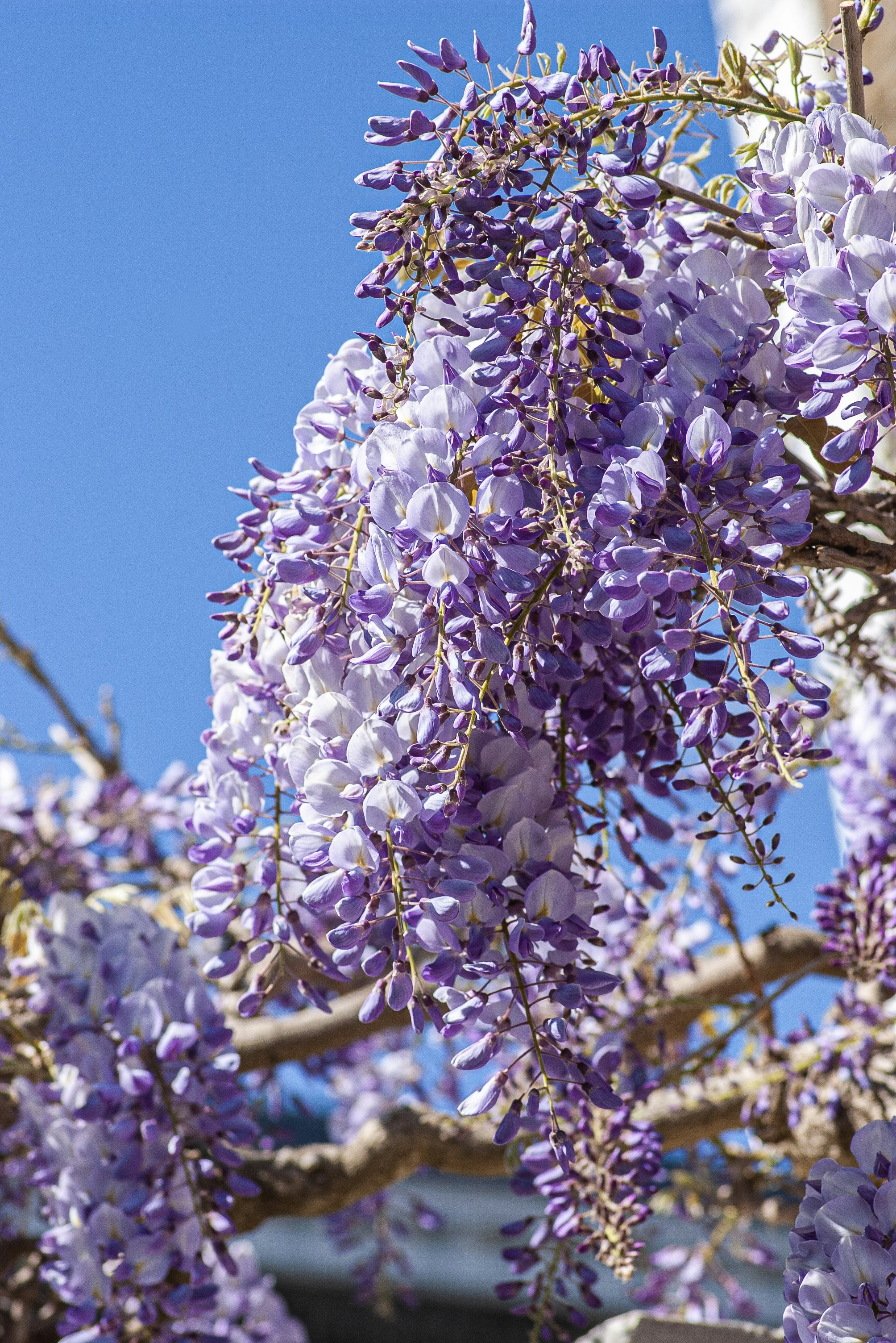 Cascade of Lavender Pelts: Wisteria Blooms Against a Clear Spring Sky