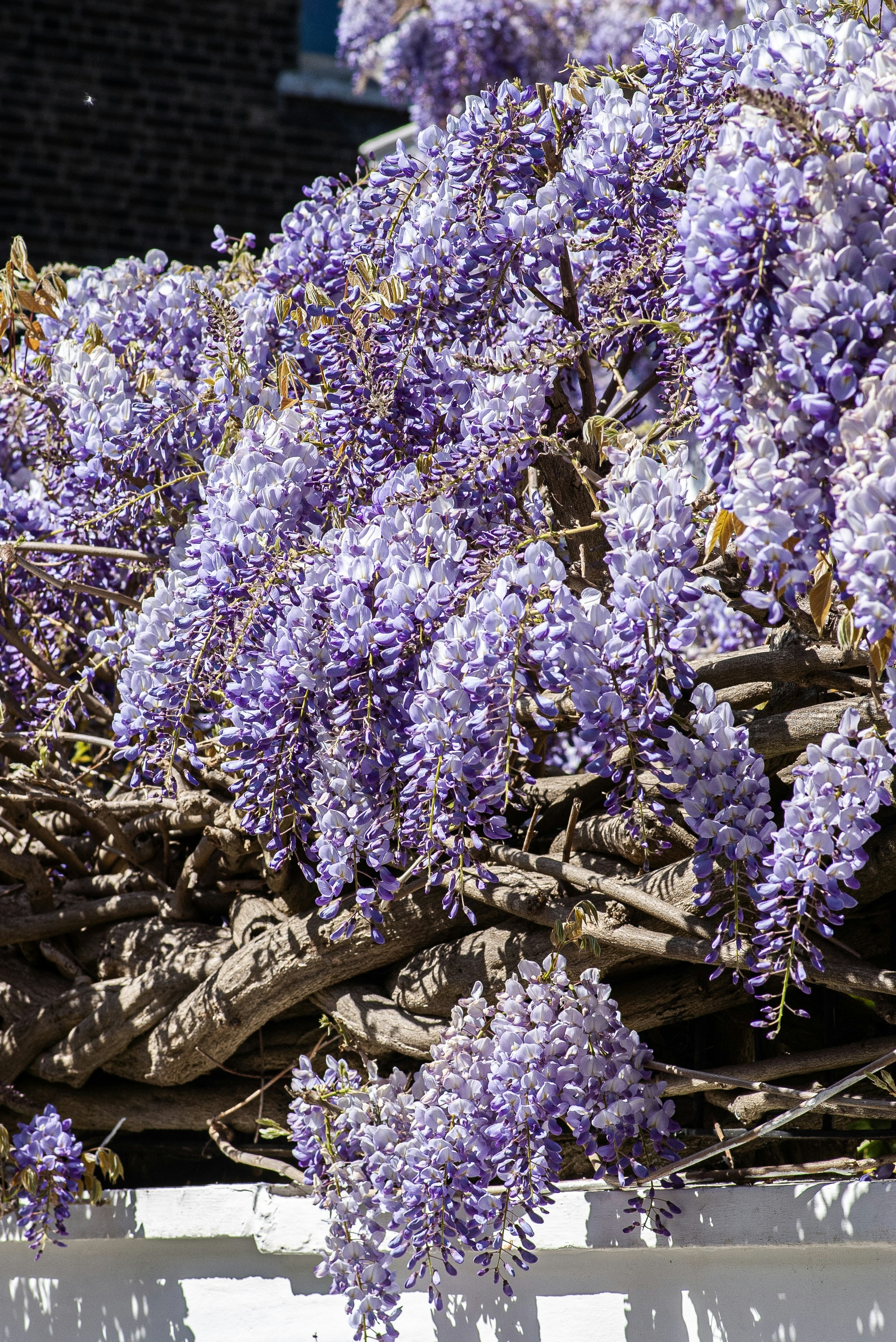Lavender Cascade: Wisteria-Like Blooms Draped Over Weathered Wood