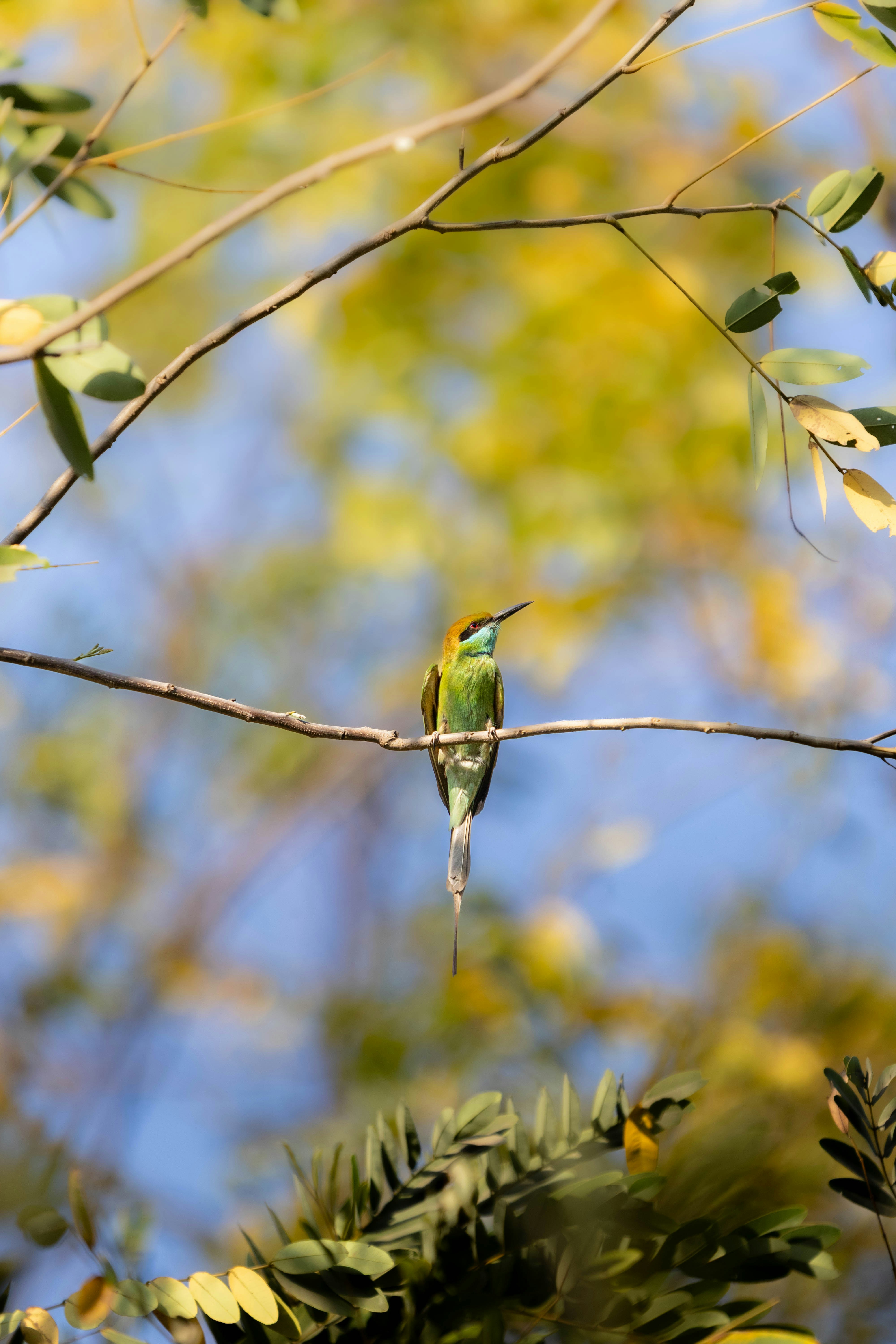 Azure Zest on a Branch: A Kingfisher Poised Against a Spring Sky
