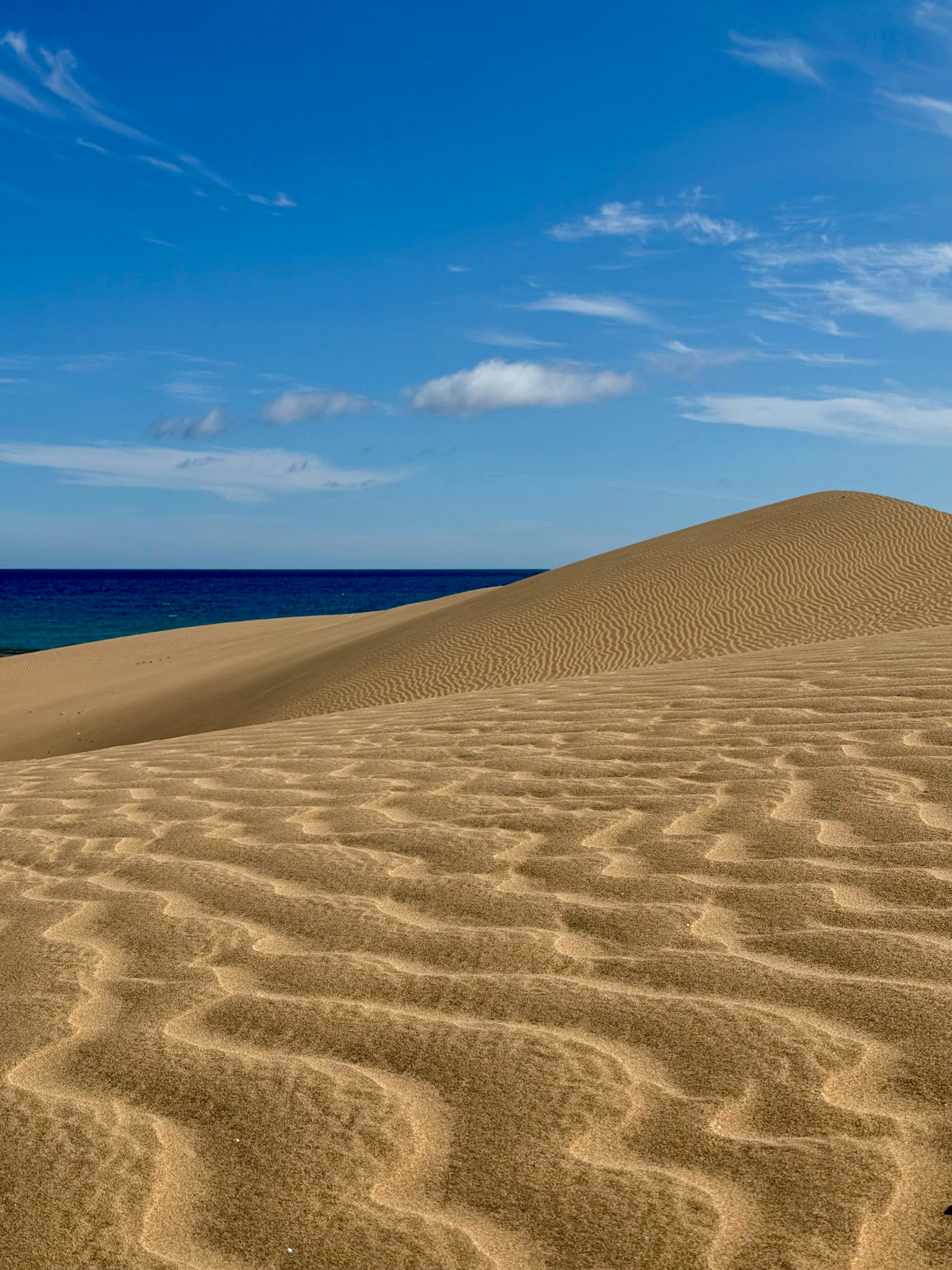Golden Crest: A Quiet Line Between Dunes and Sea