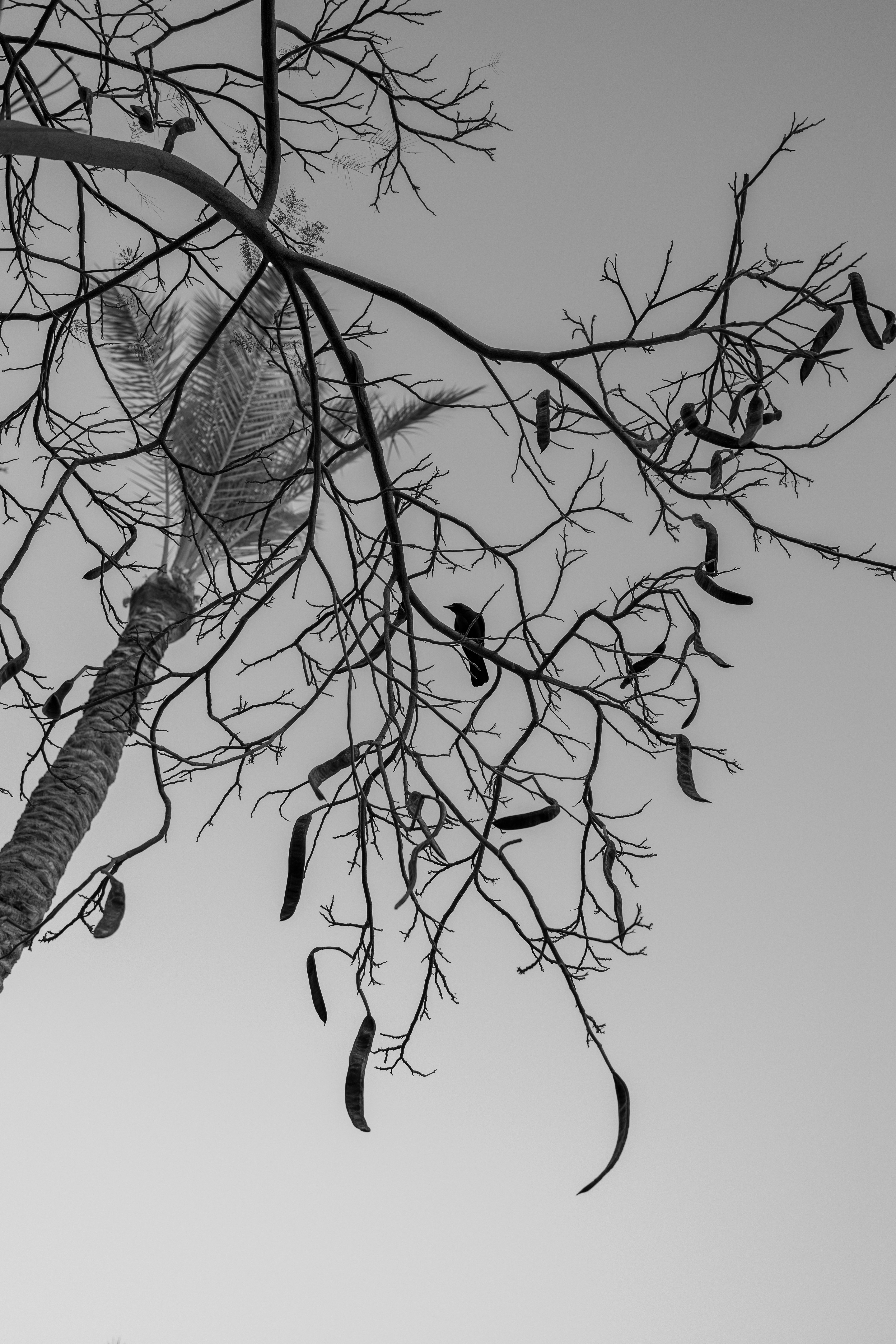 Monochrome Palm Reach: A Bare Branch Symphony Against Sky