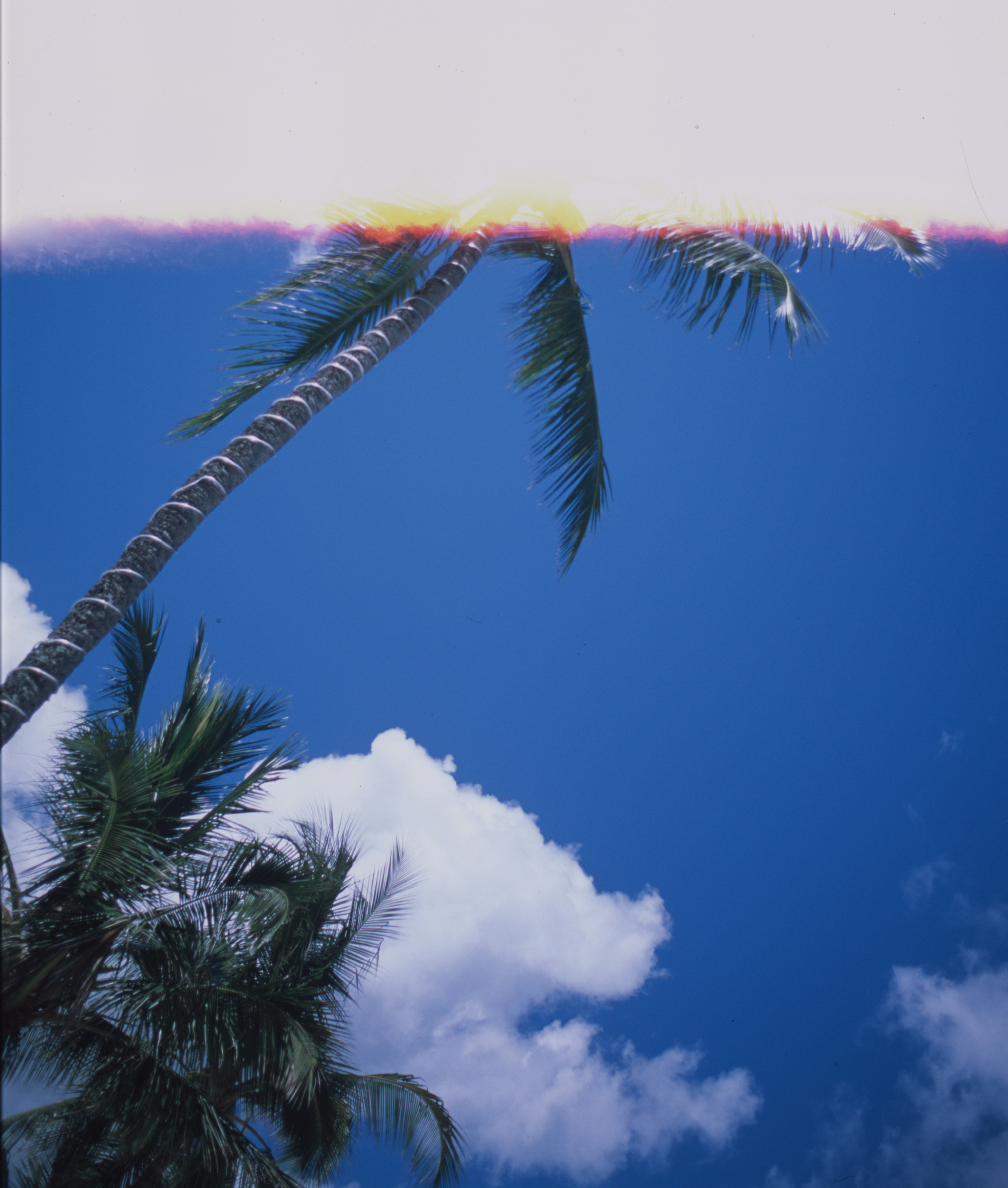Palm Against the Sky: A Tilted Tropical Moment