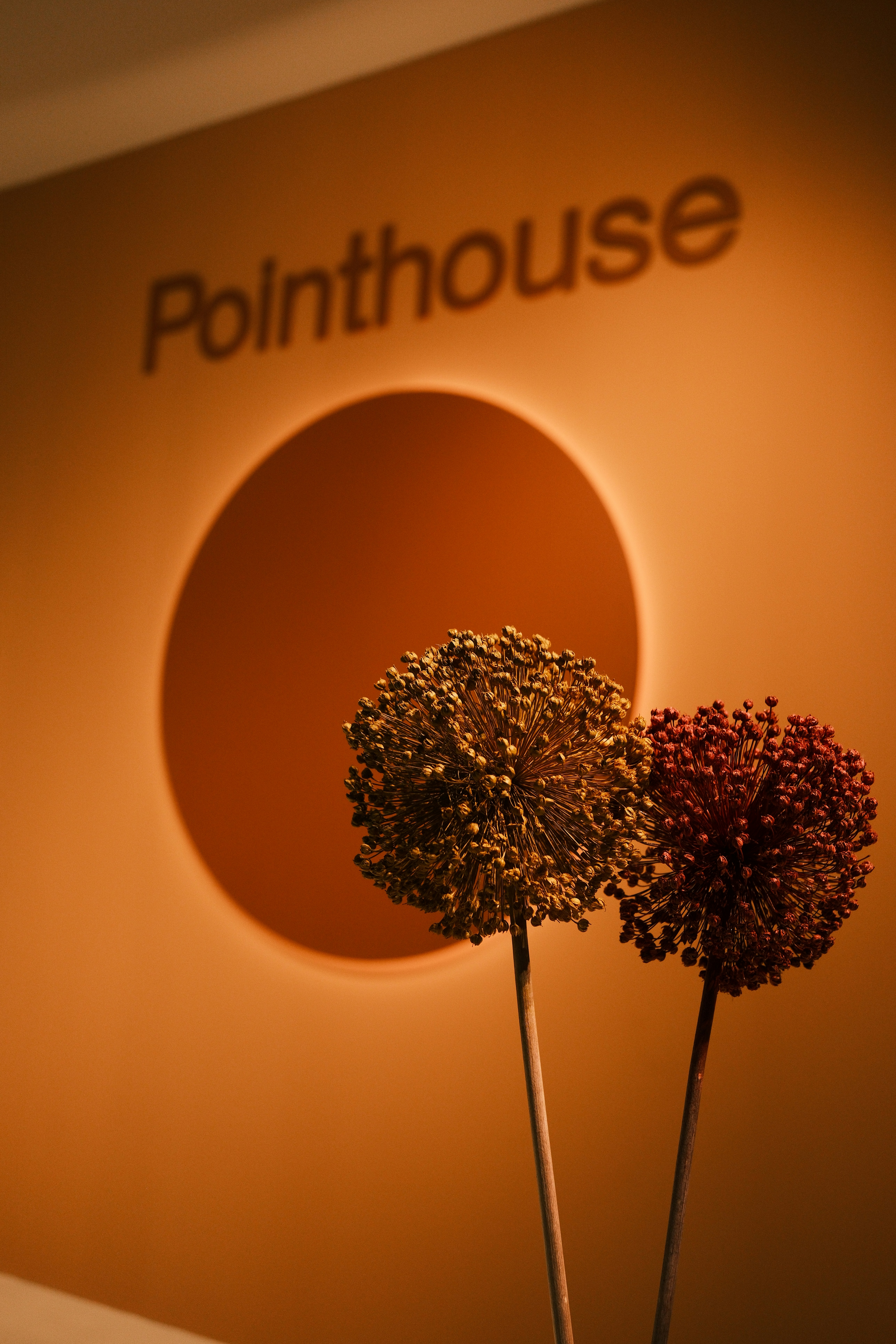 Backlit Alliums at a Wall of Fire