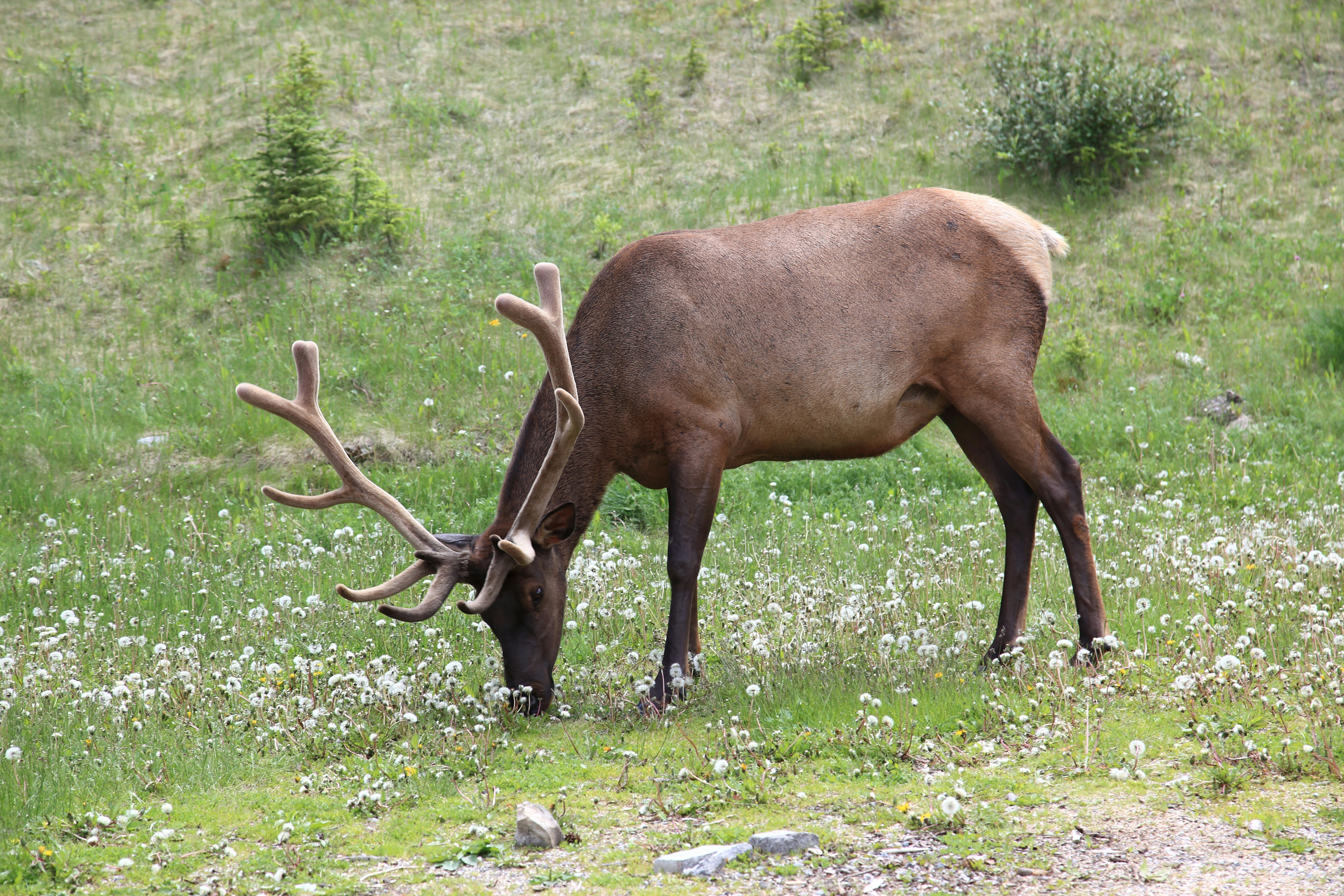 Grazing Majesty: A Bull Elk in Quiet Meadow