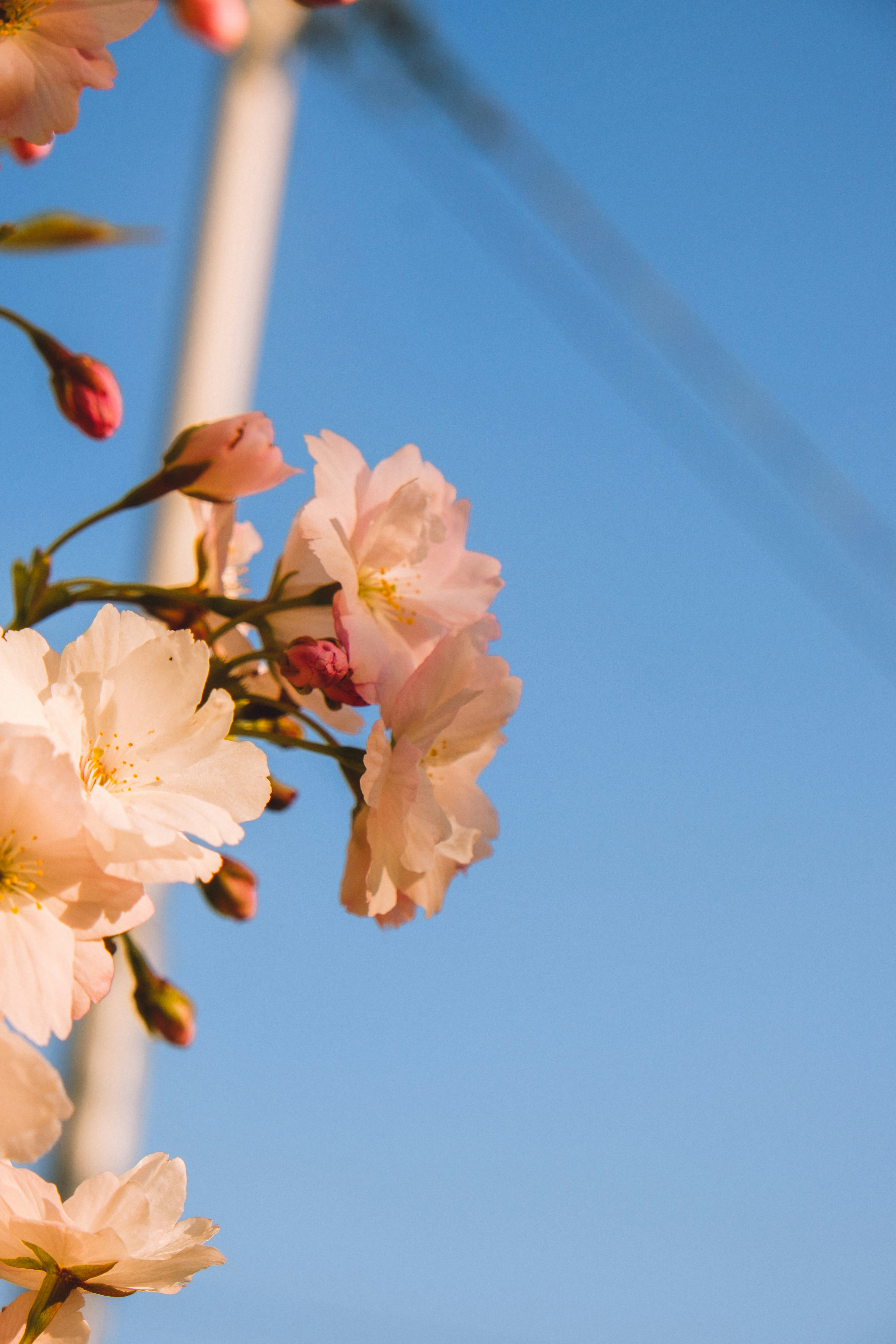 Blossoms Against a Clean Blue Sky