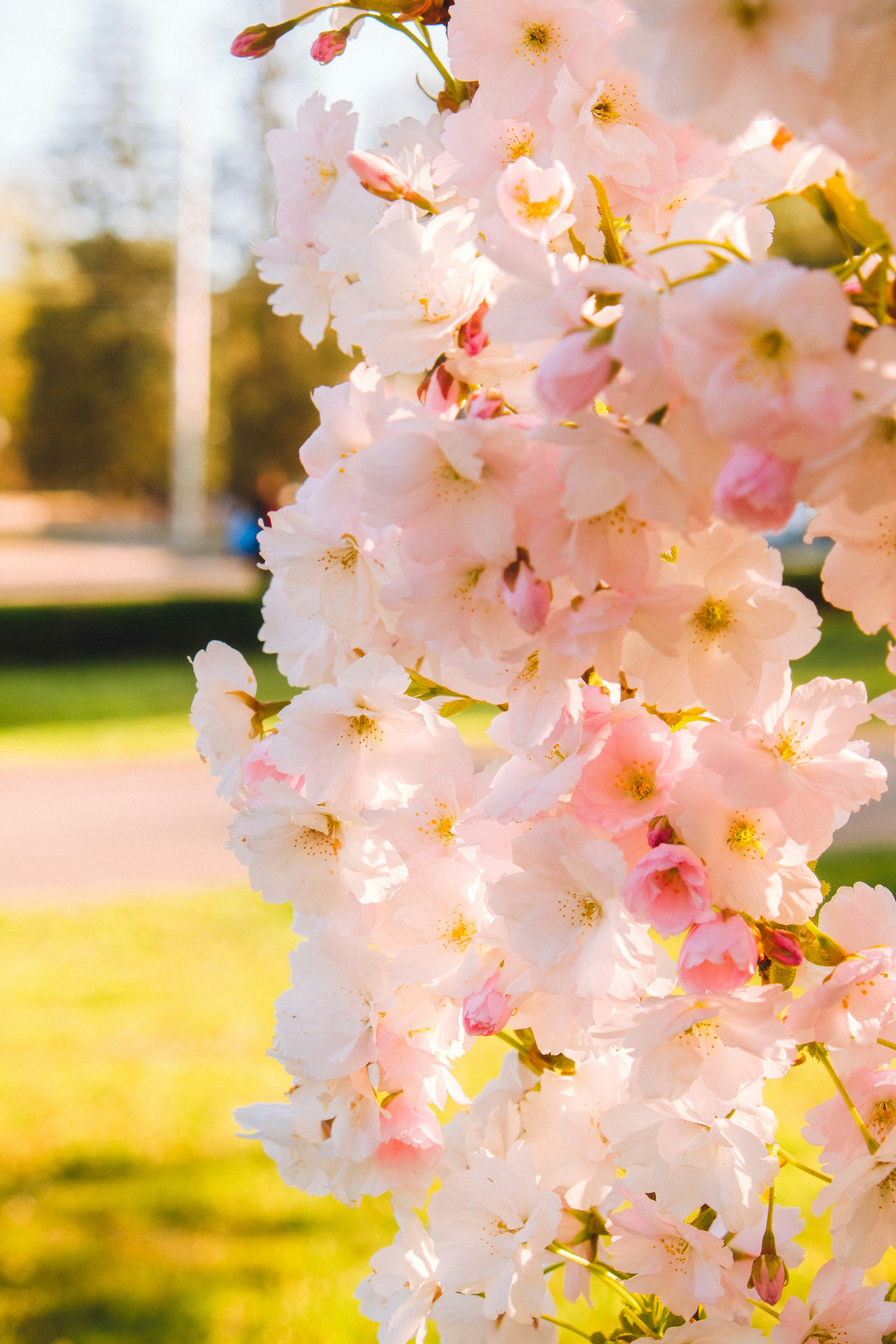 Blossoms in Sunlit Blur: A Cascade of Pale Pink Petals