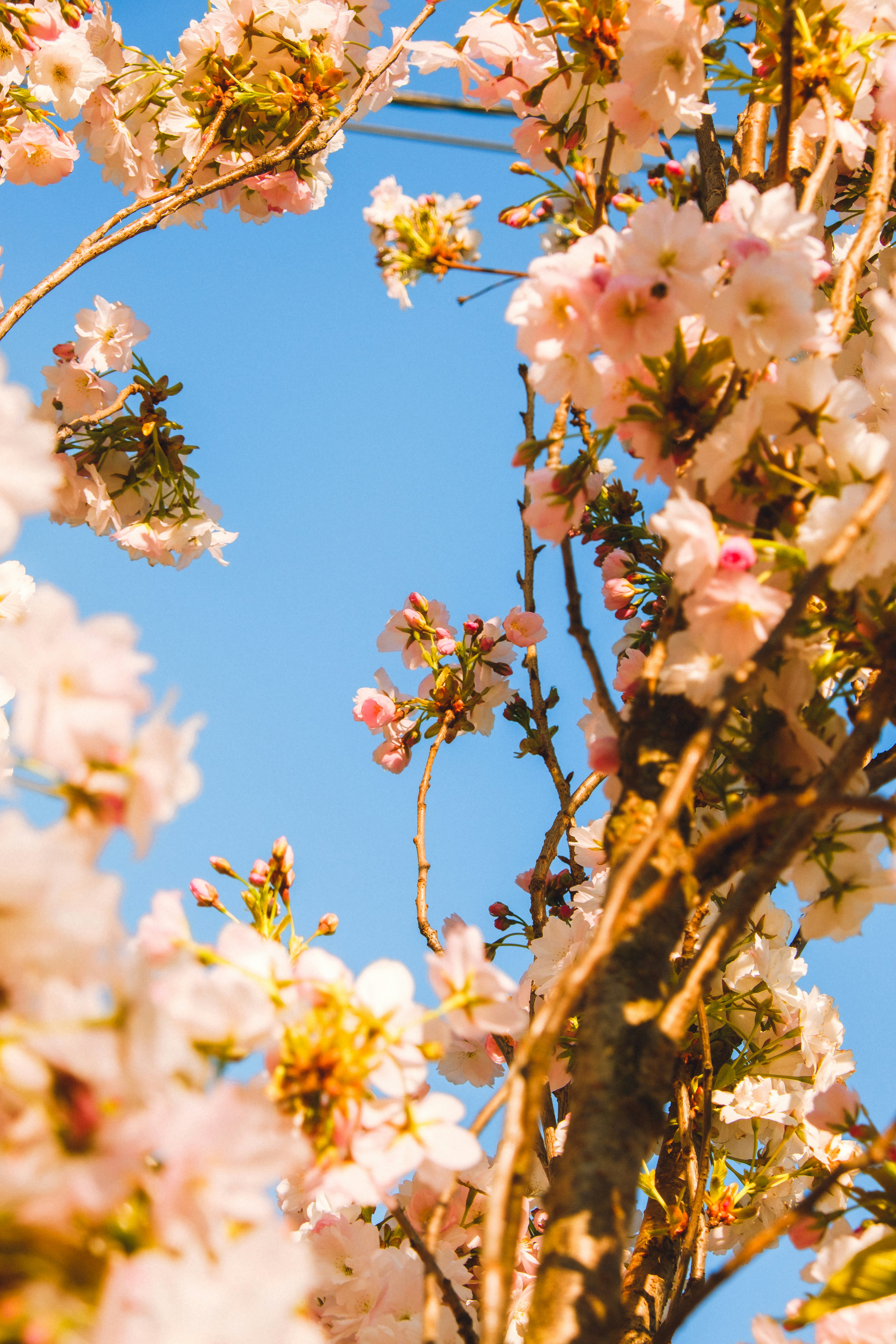 Blossoms Against a Bright Sky: Spring in Focus