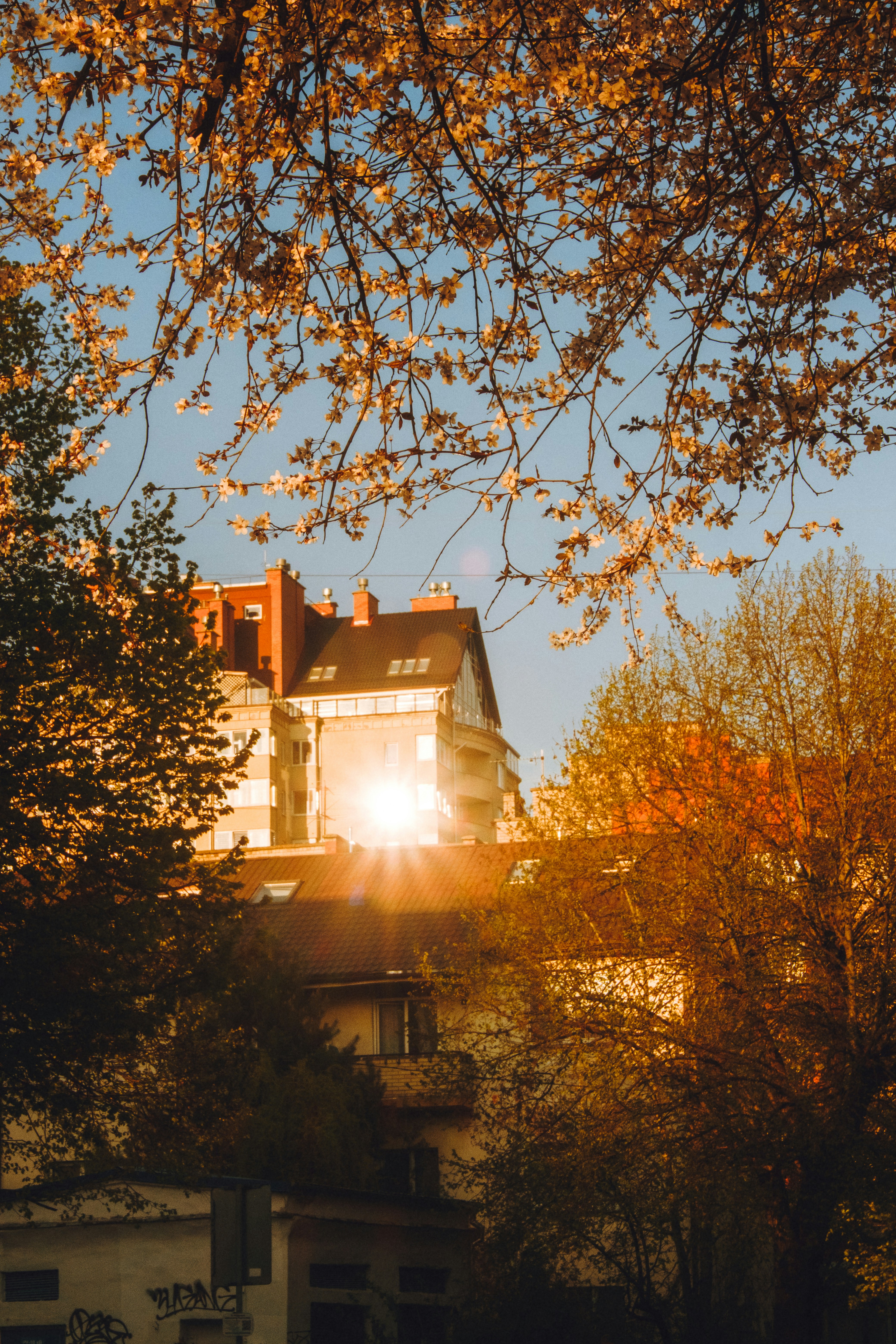 Sunlit Rooftops Through Autumn Canopy