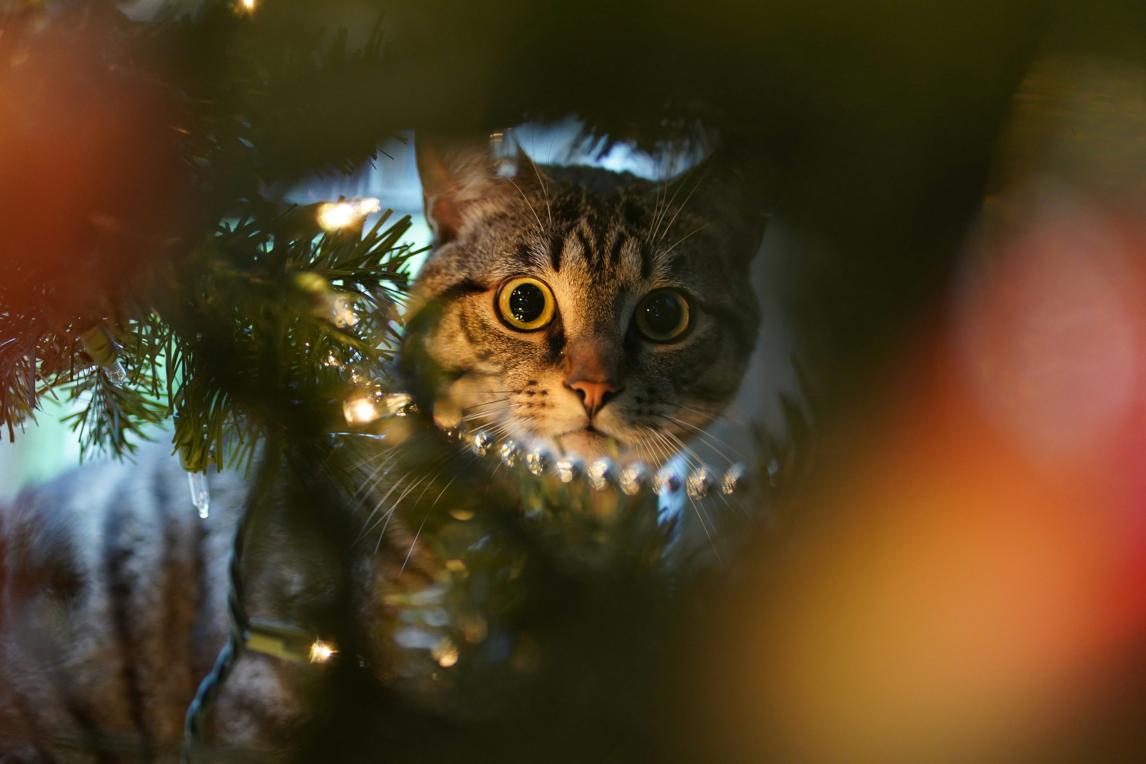 Curious Cat in a Holiday Glow