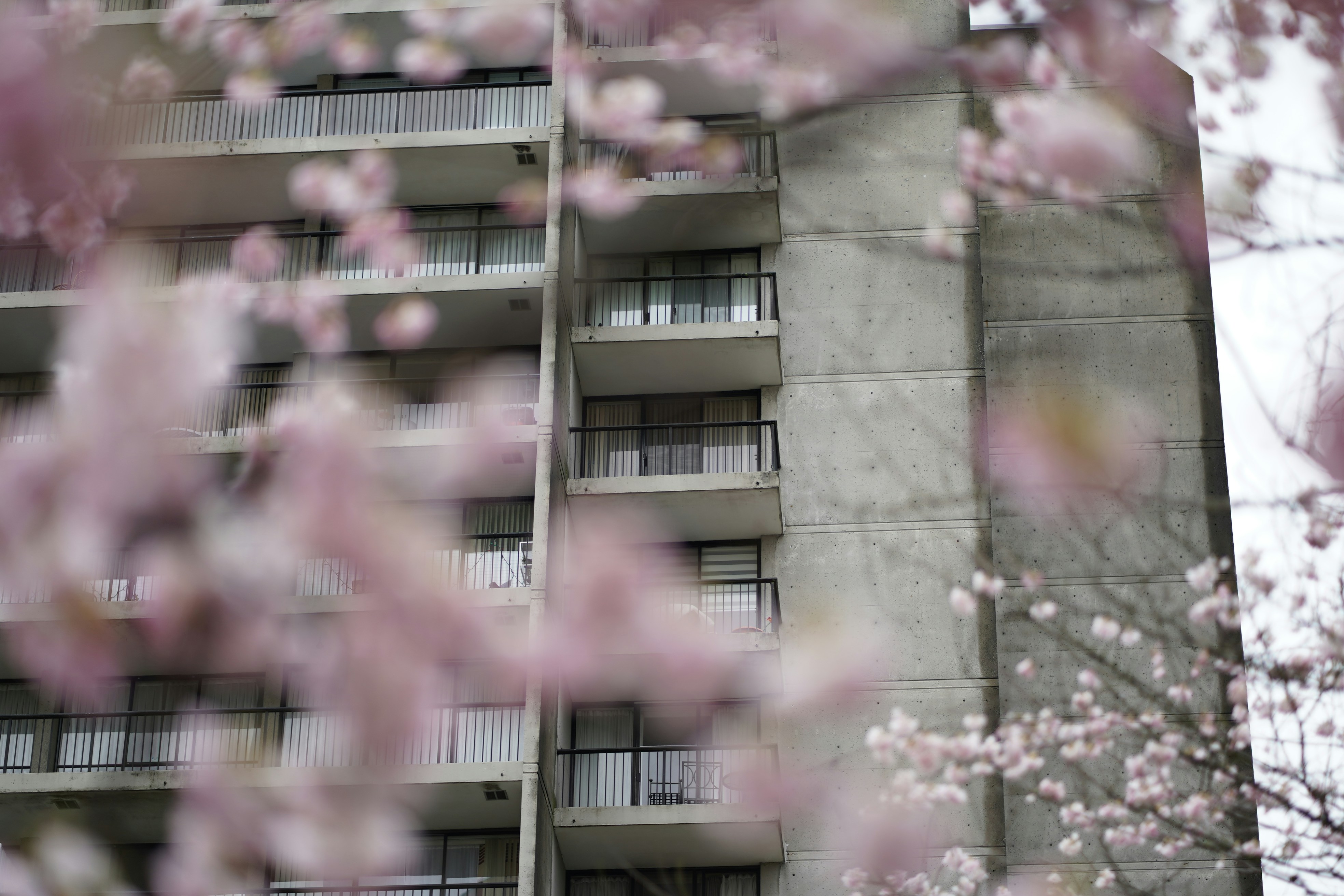 Blossom Fractures: A Balcony of Spring Buds Against Concrete