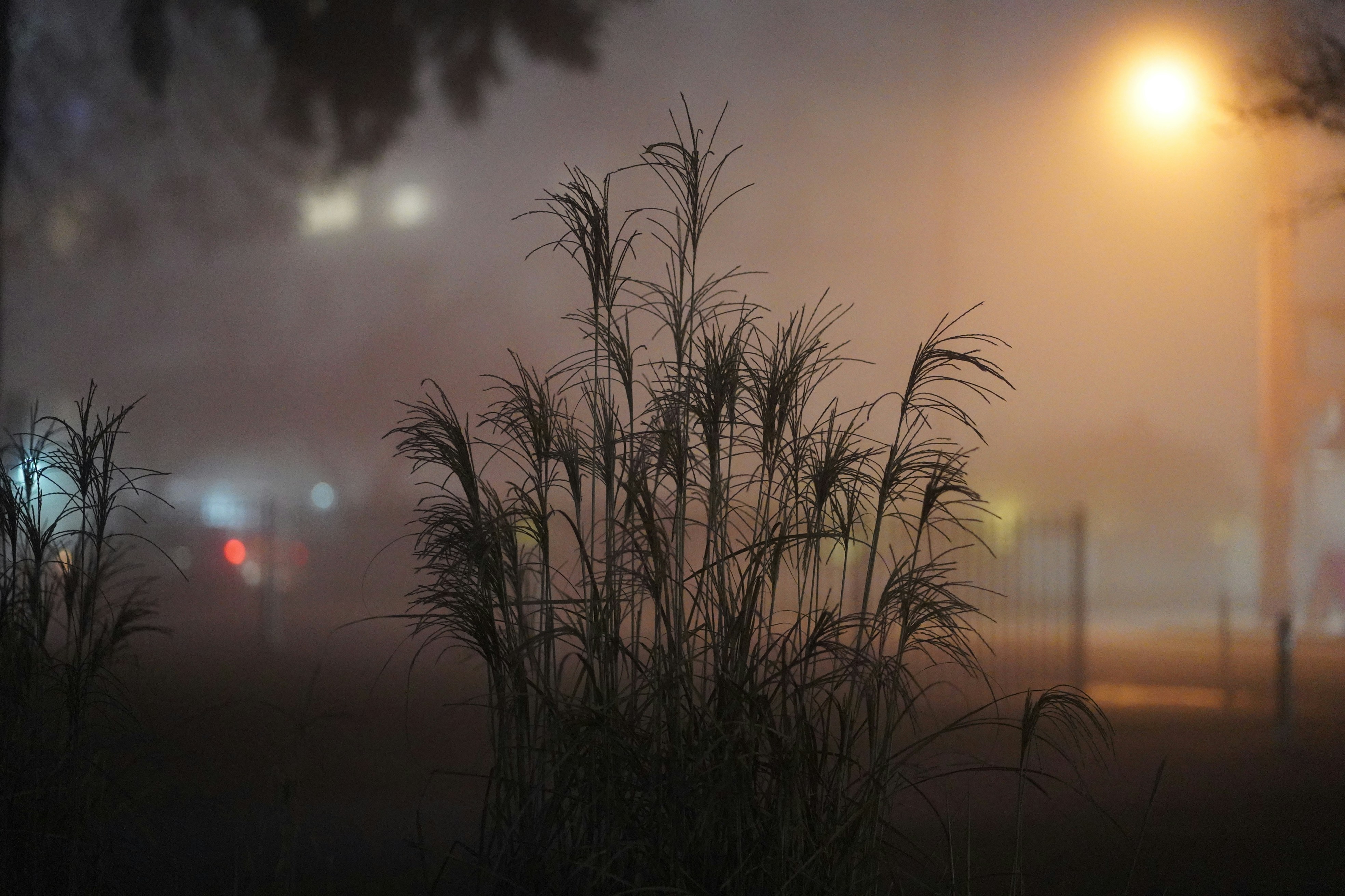 Mist-fog Alley: Silhouette Grasses Under Streetlamp